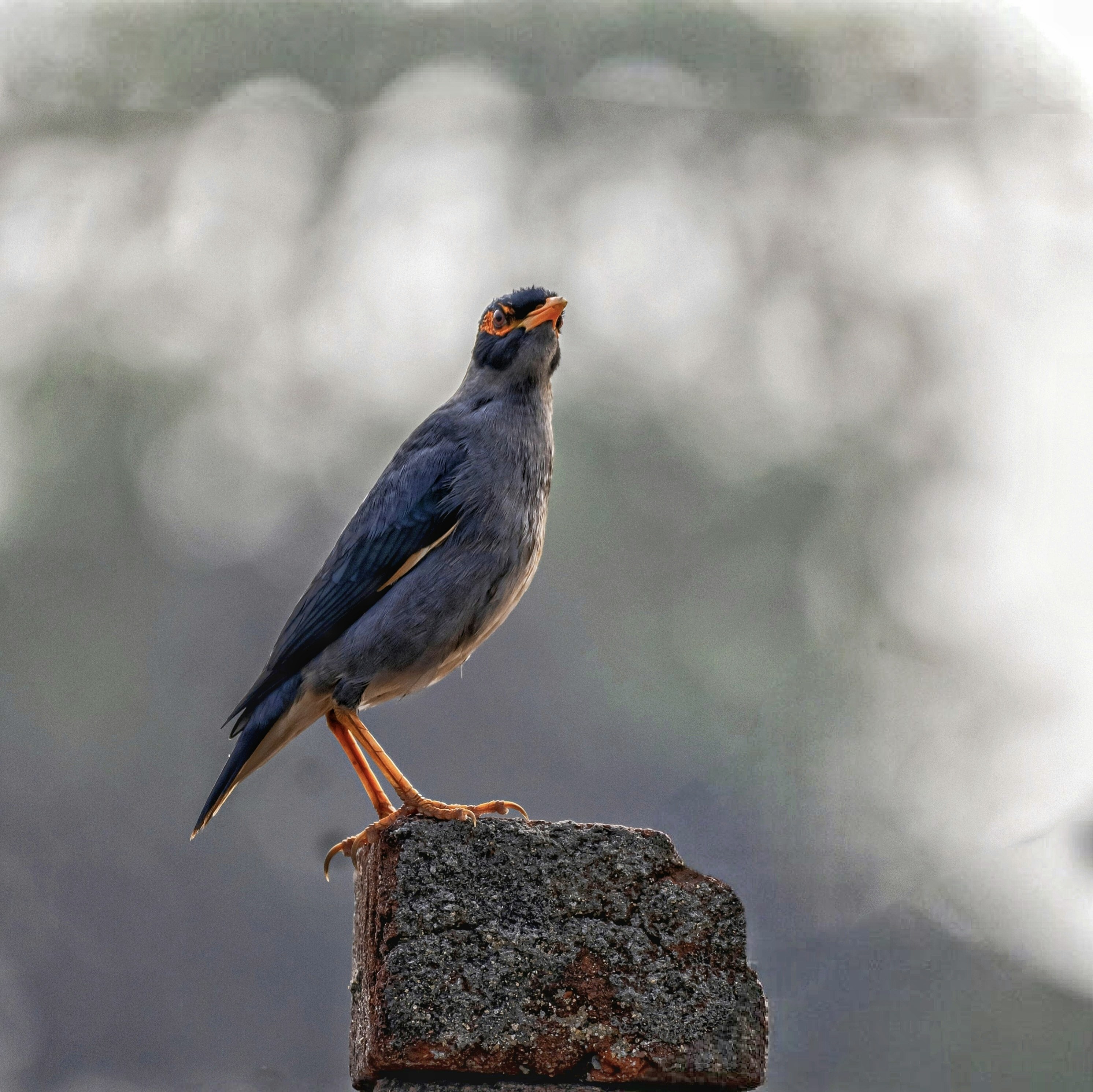 Perched on Echo Rock: A Scrappy Songbird Commands the Horizon