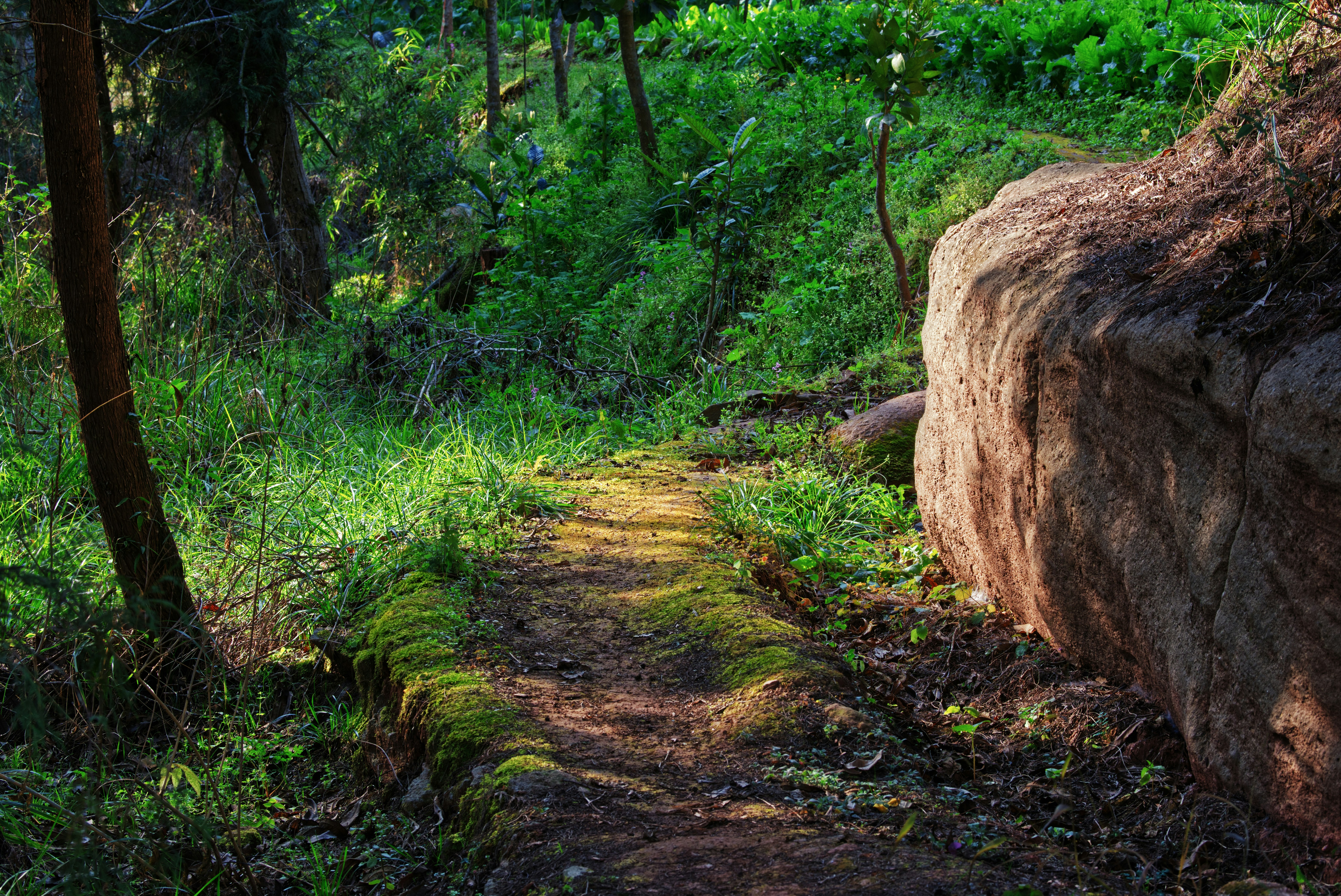 Sunlit Woodland Trail with Mossy Pathway