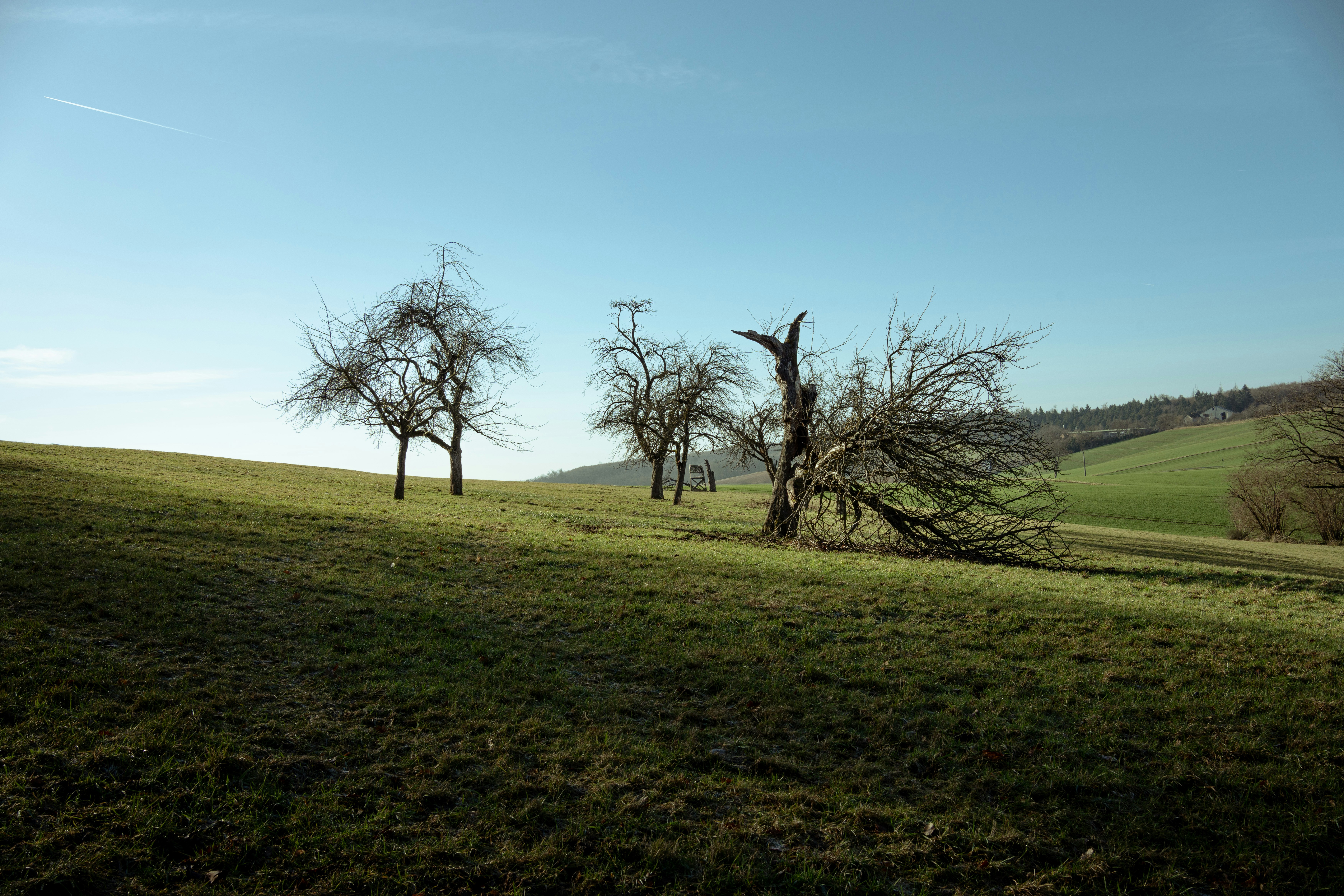 Three Sentinel Trees on a Sunlit Hill Beneath a Clear Blue Sky