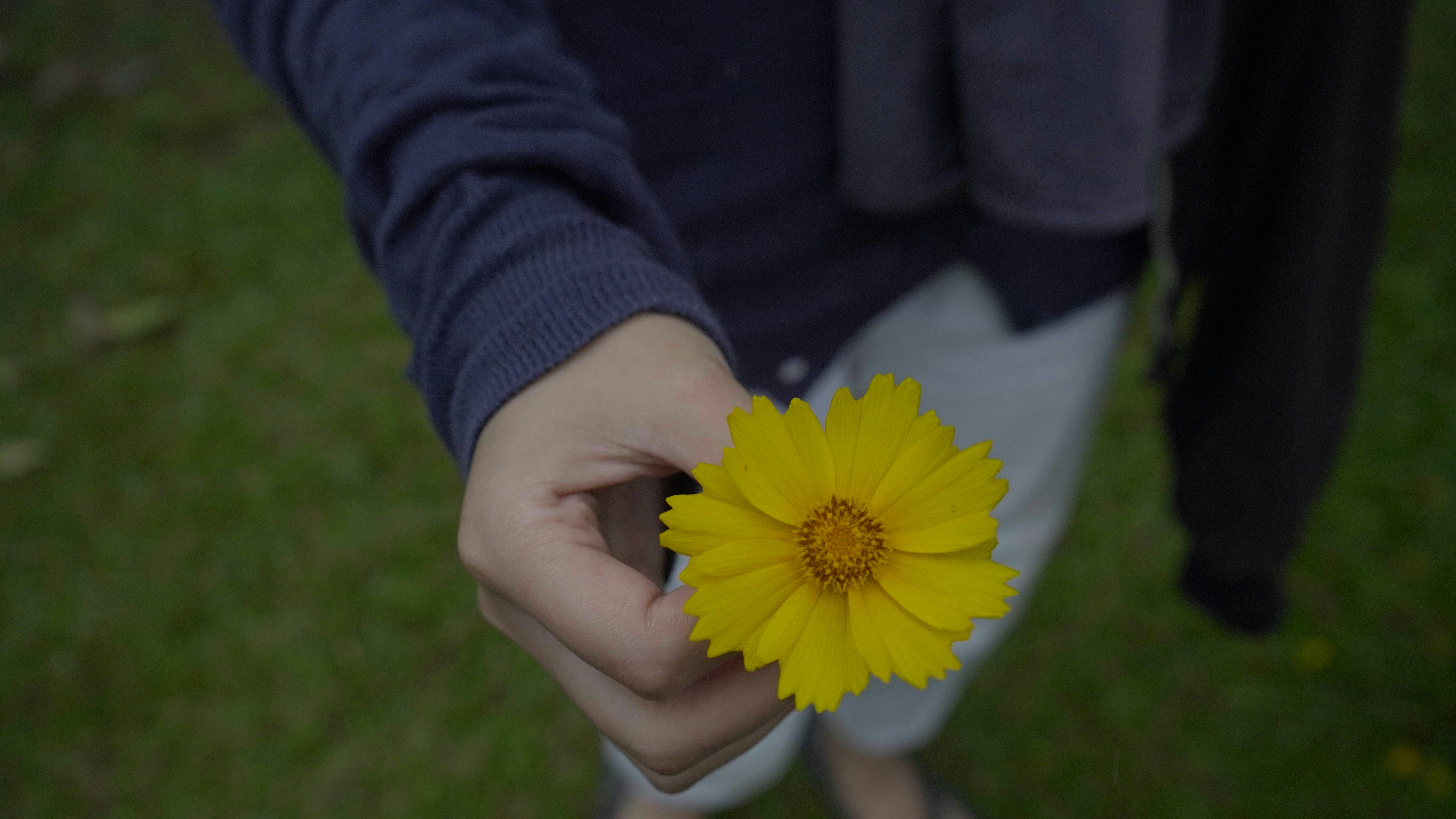 Hand extending a bright yellow flower with a softly blurred green background.