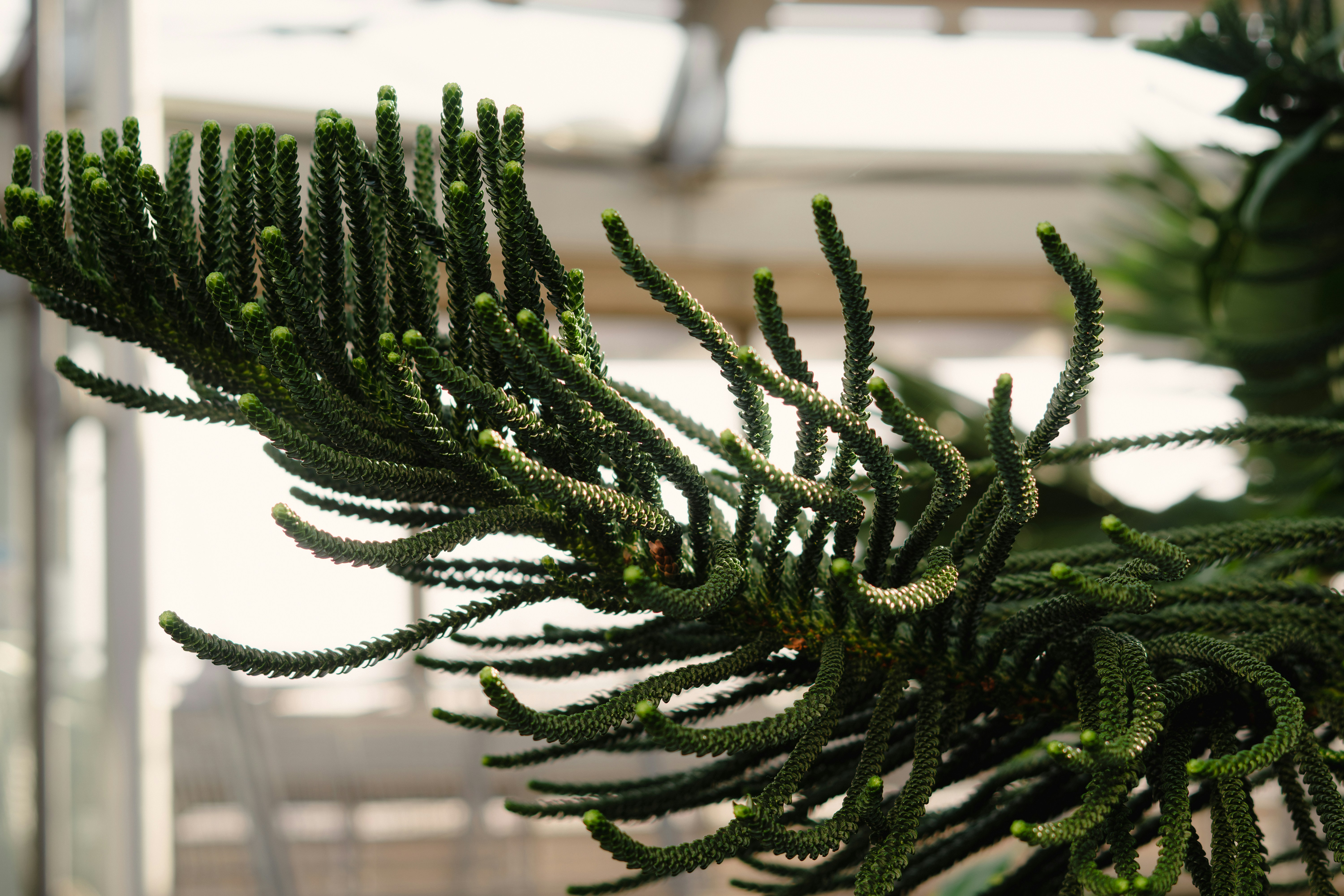Close-up of intricate green conifer branches with a blurred greenhouse background.
