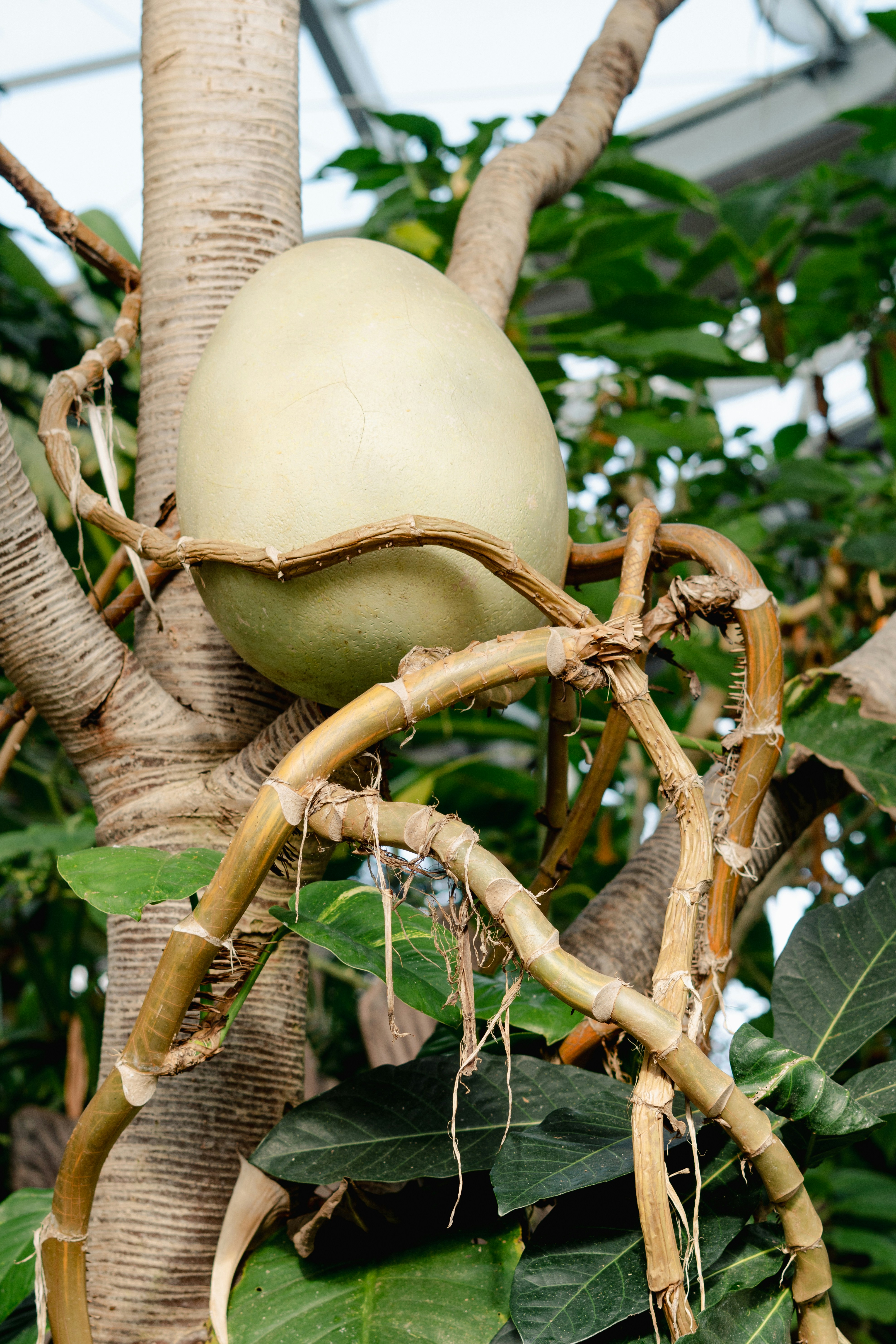 Green Globe in the Glasshouse: Fruit Entwined by Vines