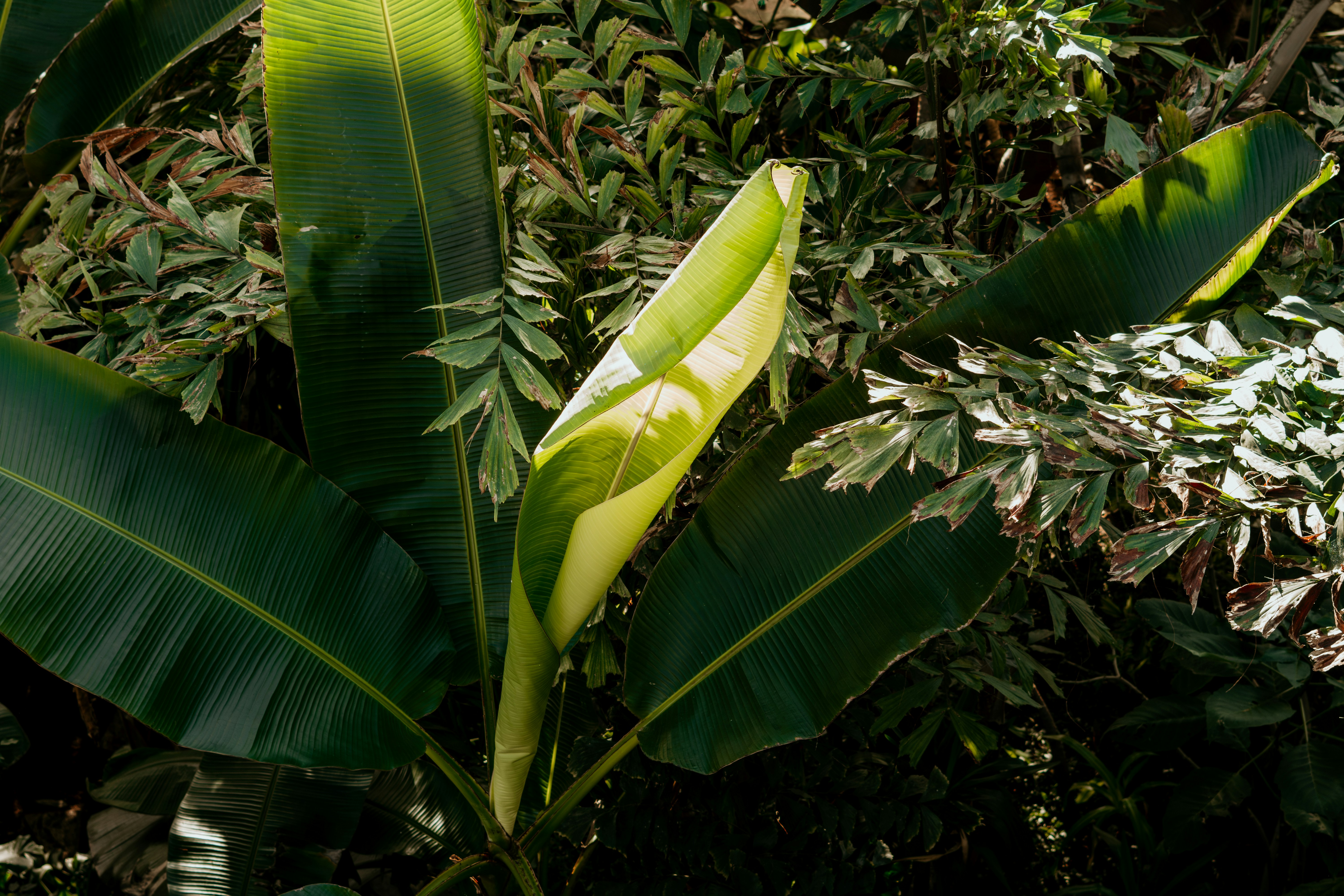 Large green leaves of tropical plants with sunlight highlighting textures in a lush jungle setting.