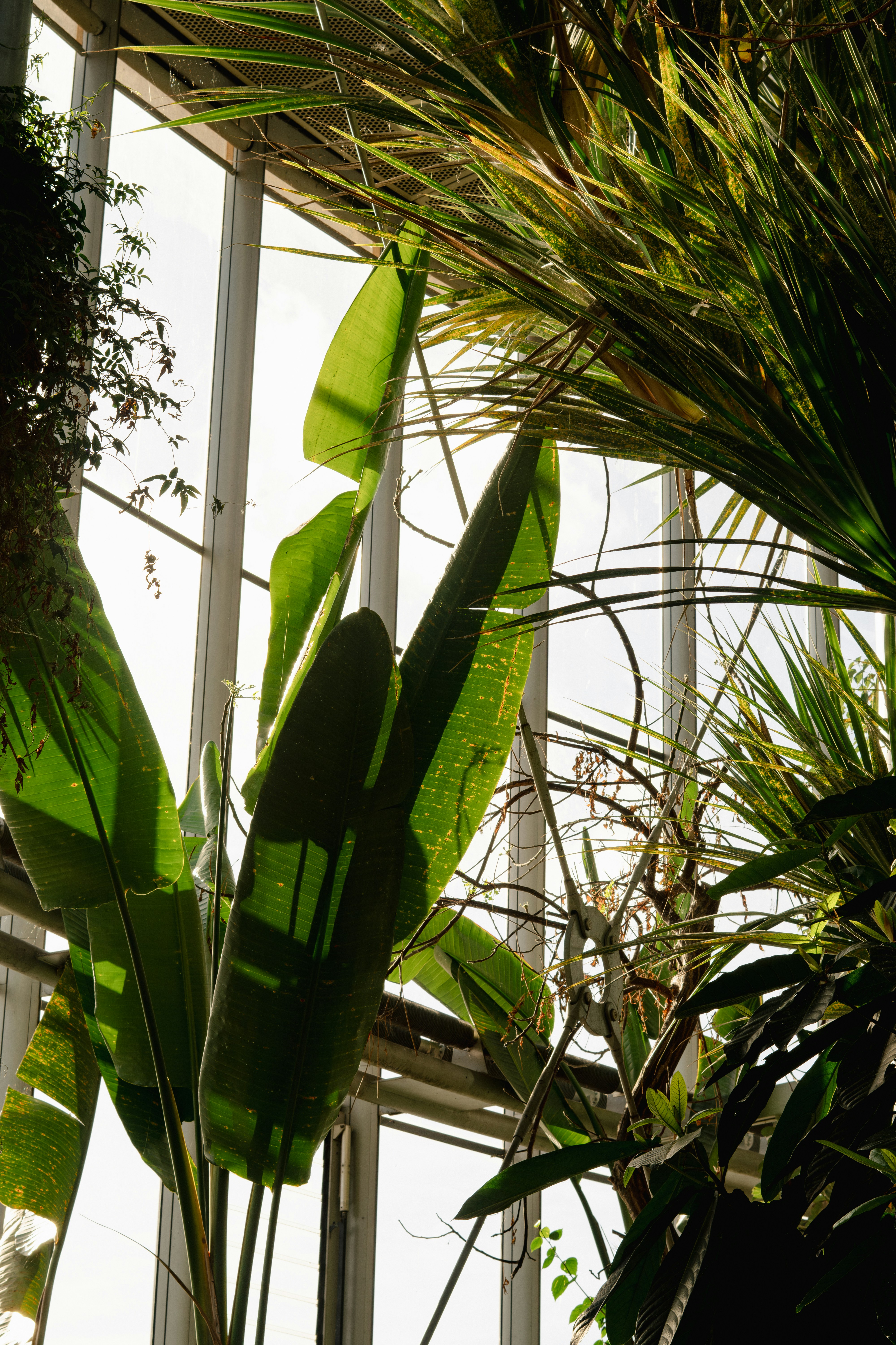 A large green plant in a room with windowsToa Heftiba