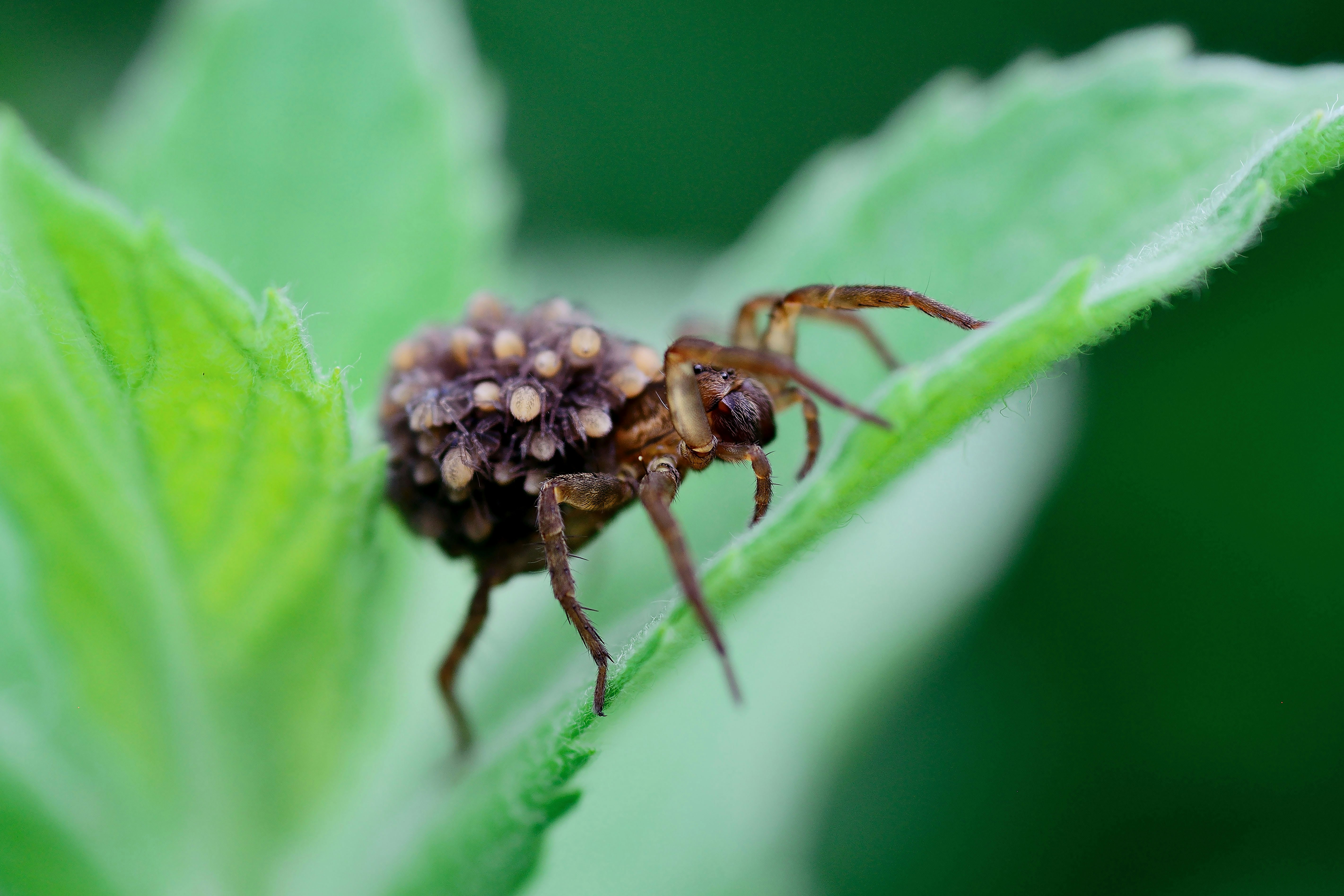 Spider carrying spiderlings on its back, perched on a vibrant green leaf.