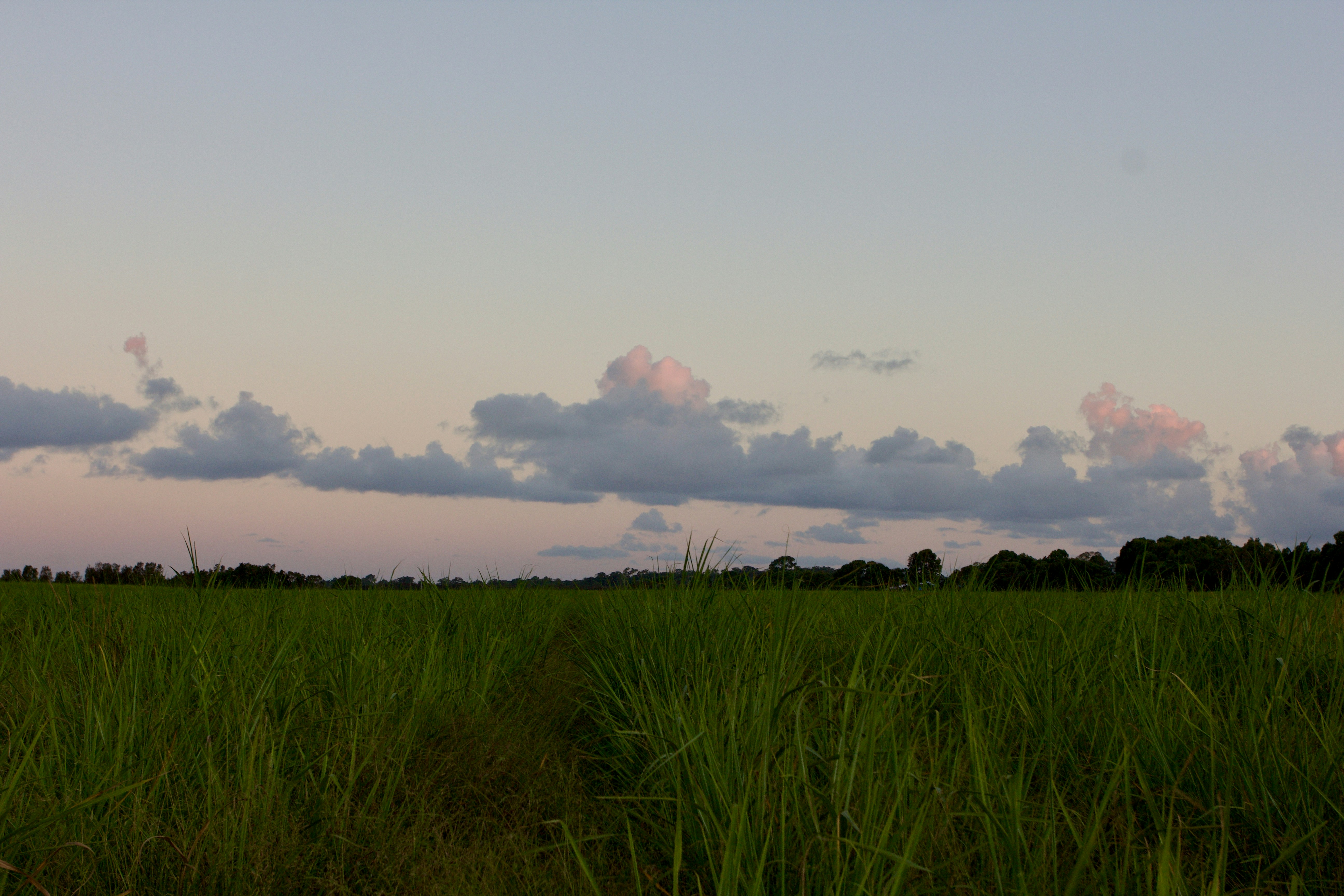 Pink-tinged clouds drift above young sugar cane fields at sunset in Queensland, Australia.