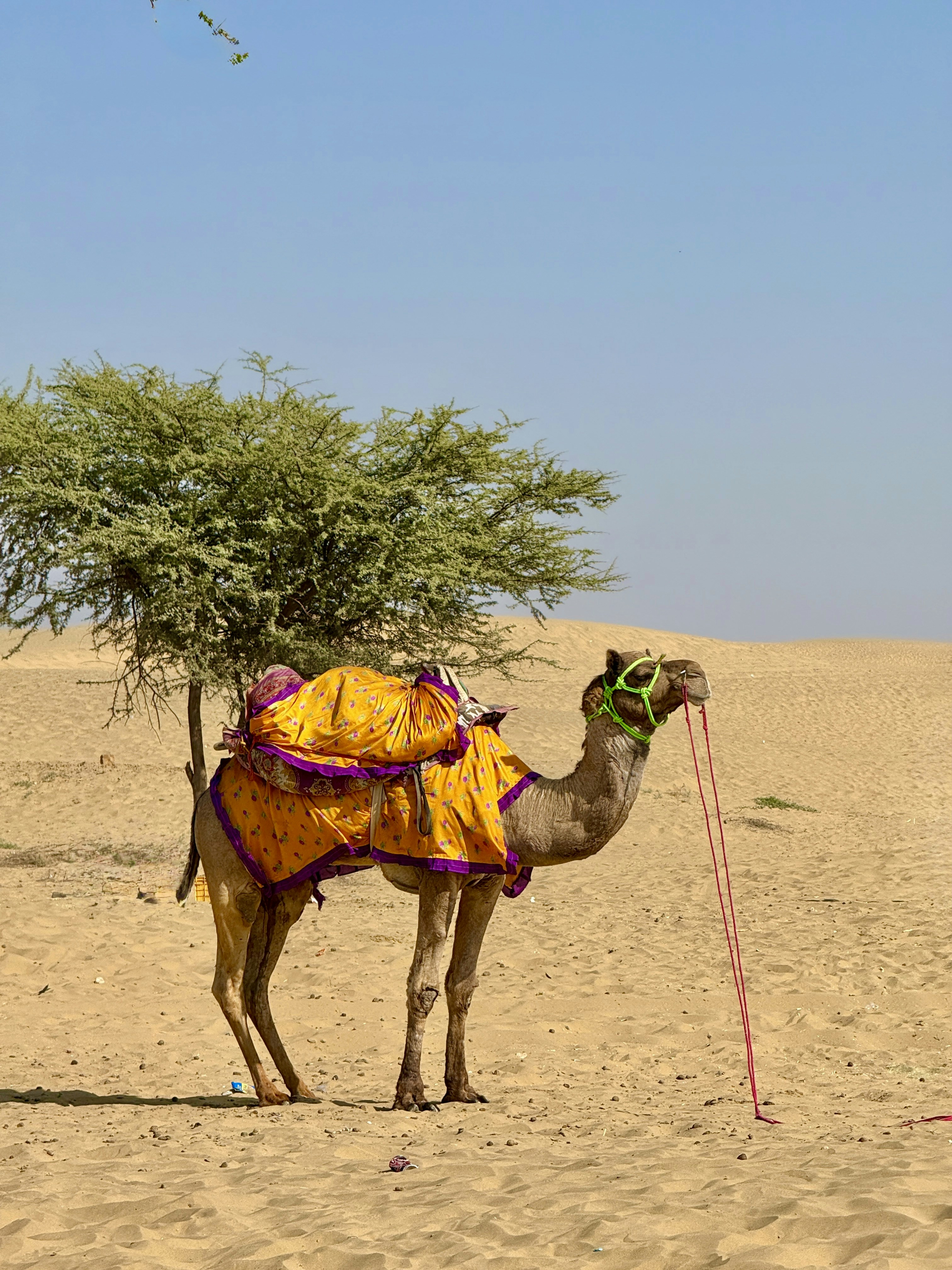 Desert Dromedary Under Azure Sky with a Vibrant Saddle