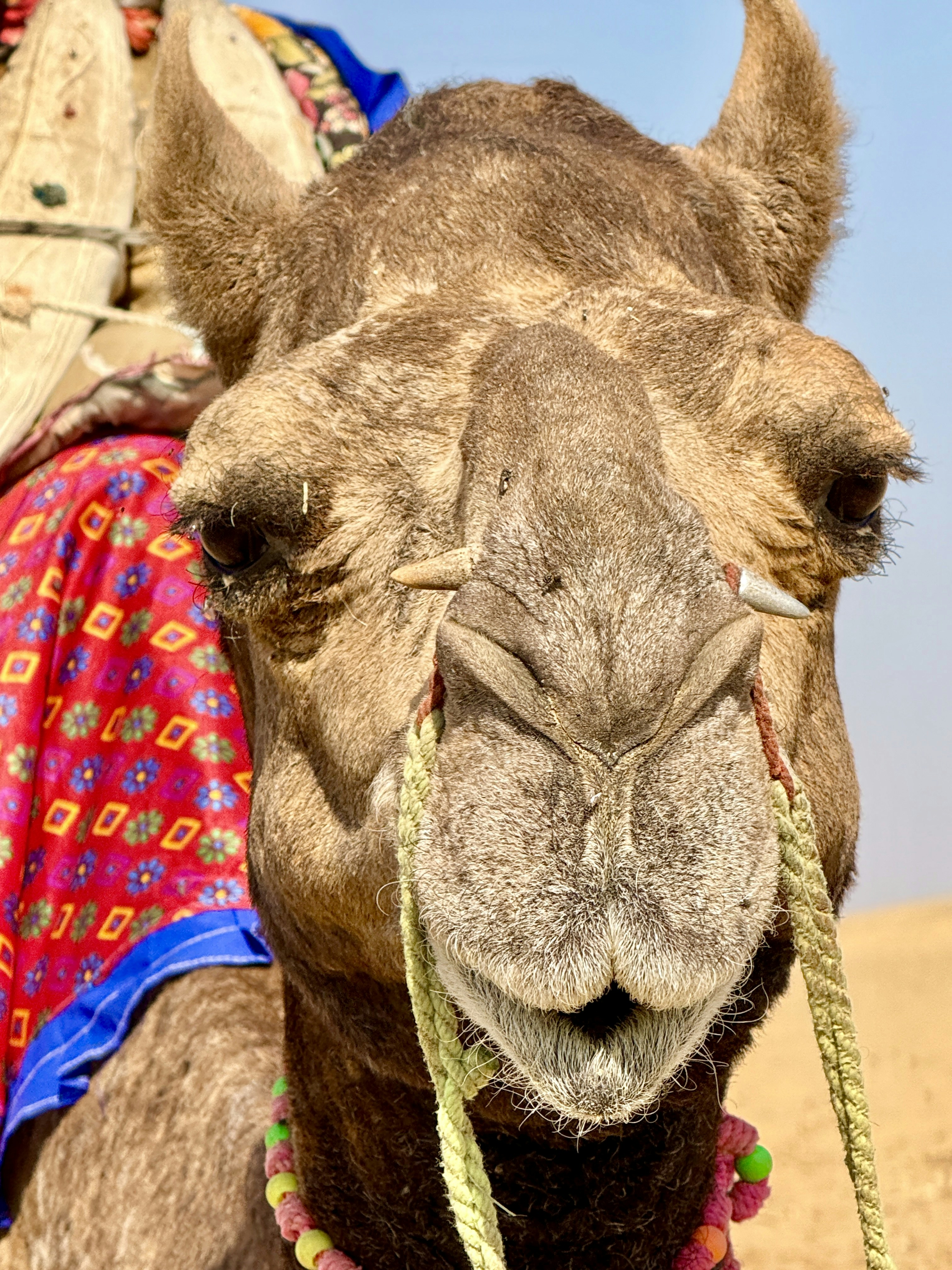 A hard working camel called Bubluu in Rajasthan India