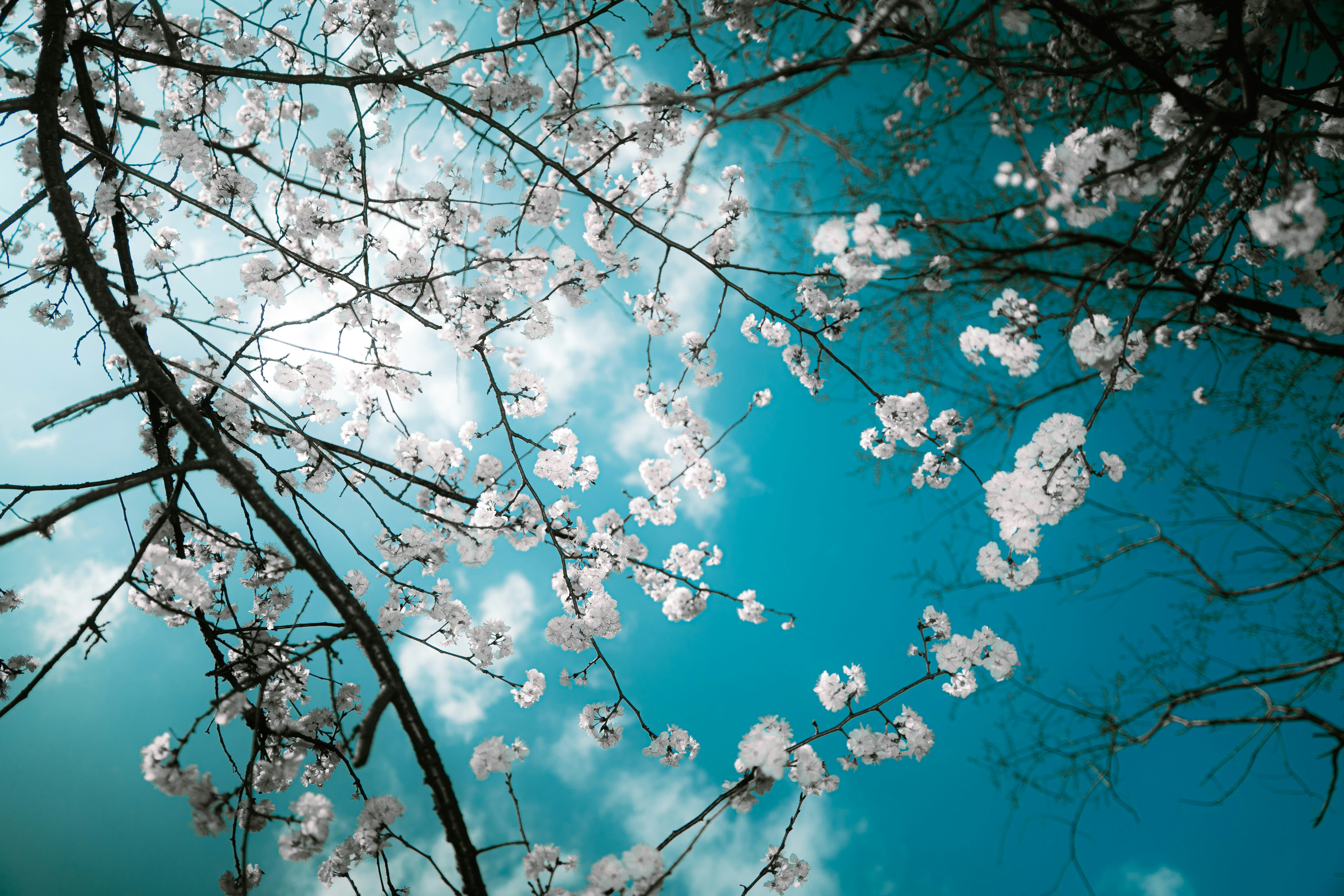 Cherry blossoms on branches with a vibrant turquoise sky background.