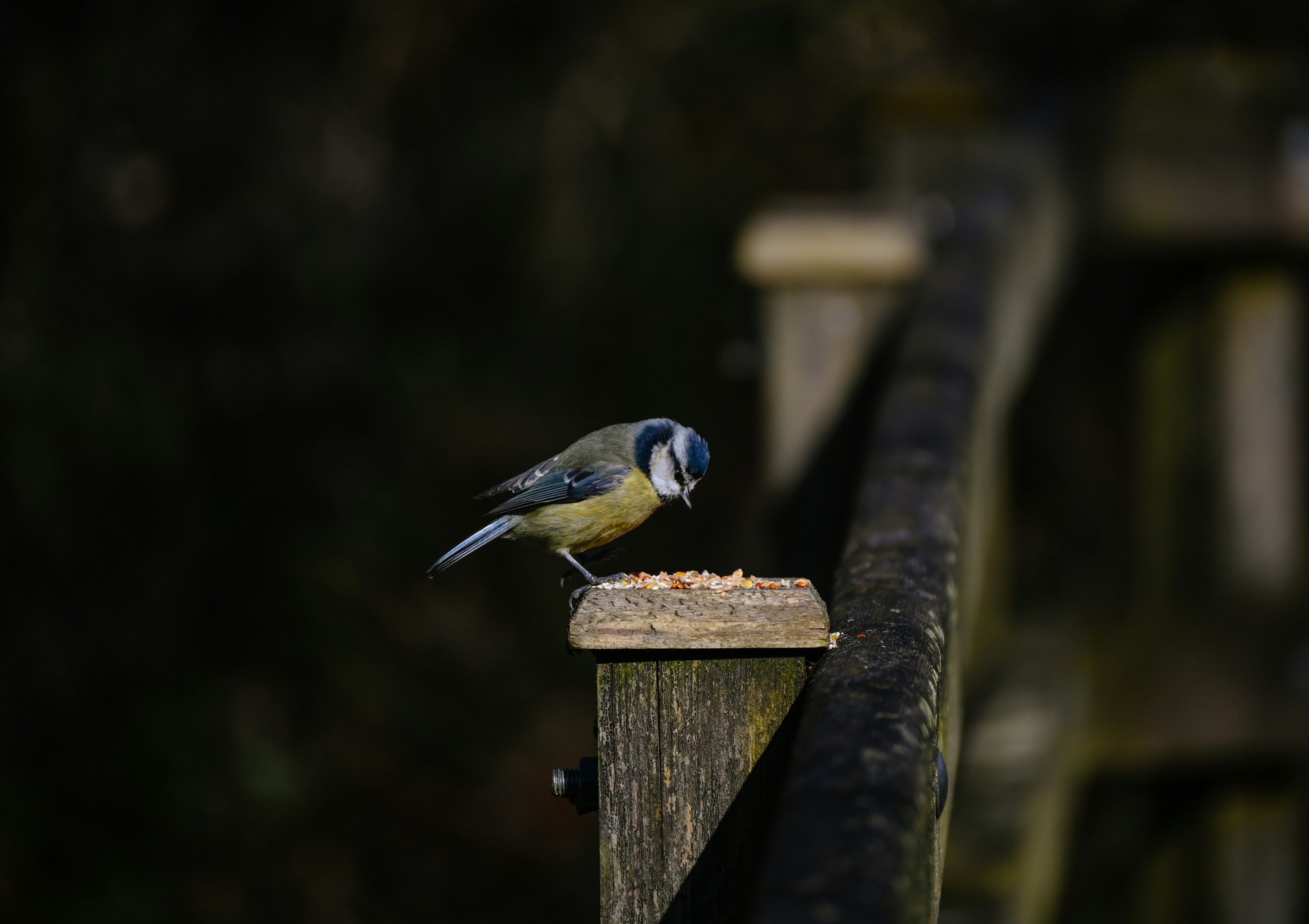 Blue-capped Chickadee on Weathered Fence Post at Dusk