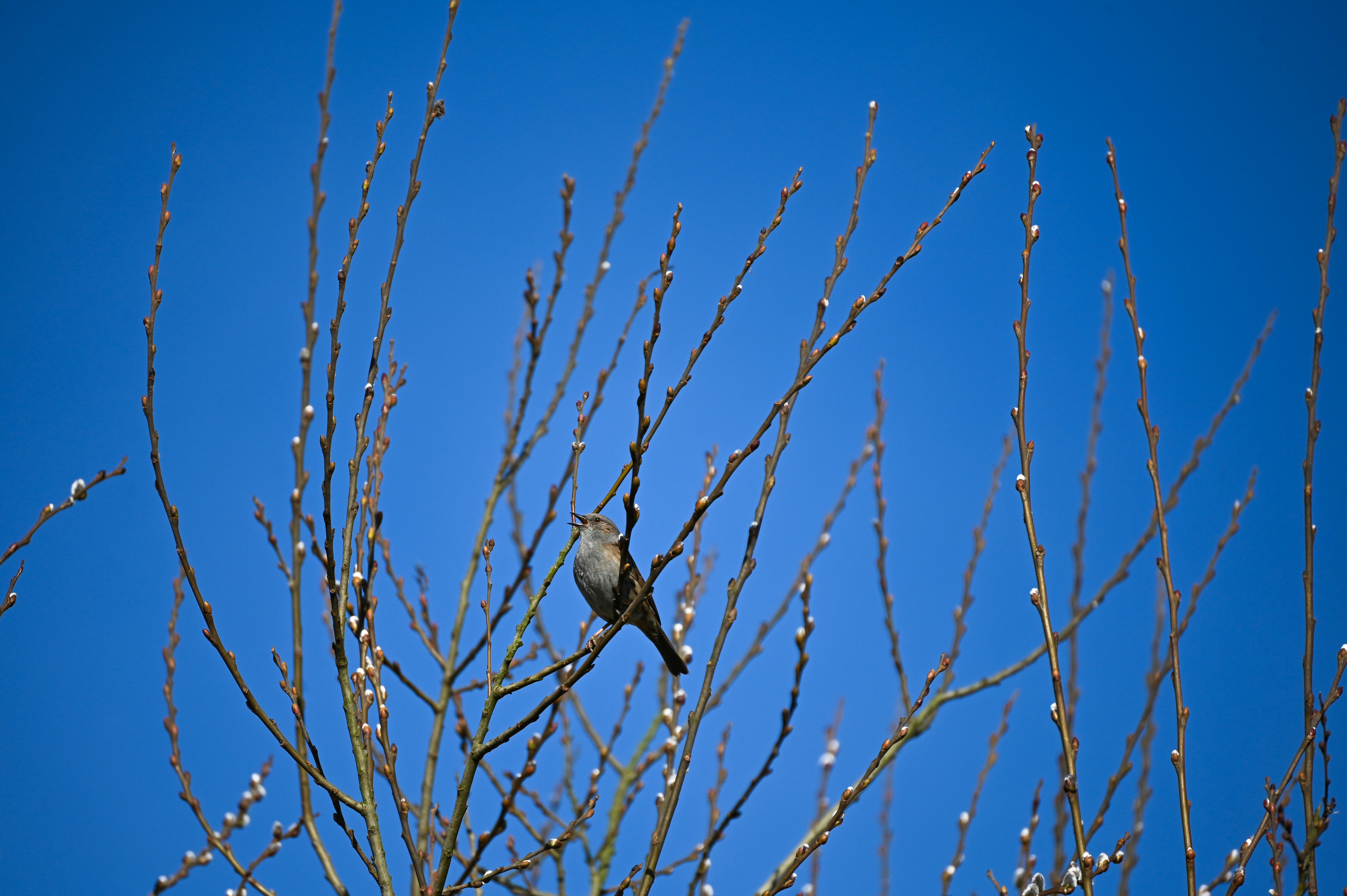 Bird perched on budding branches against a clear blue sky.