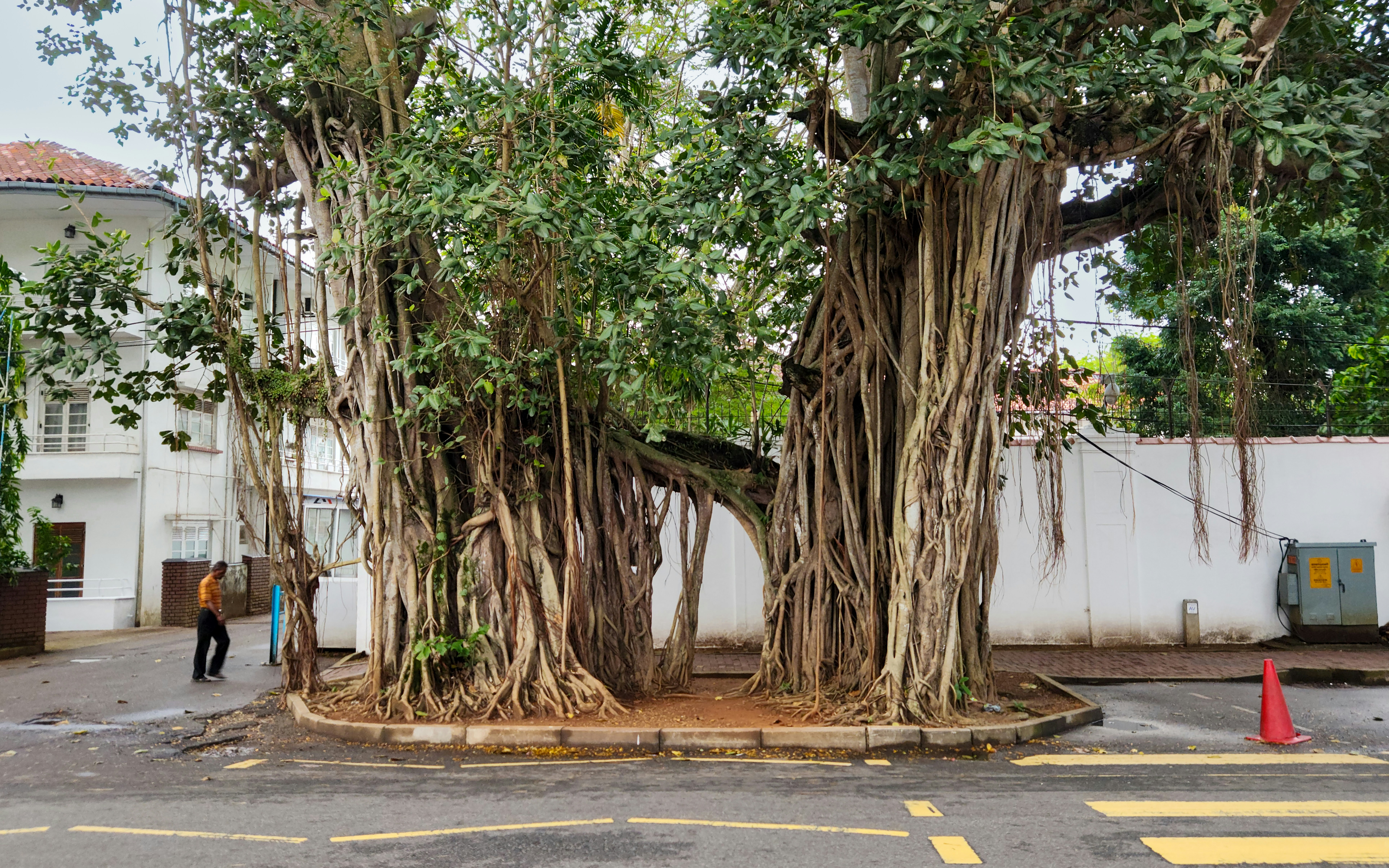 Banyan tree with cascading aerial roots near a white wall and road in Colombo, Sri Lanka.