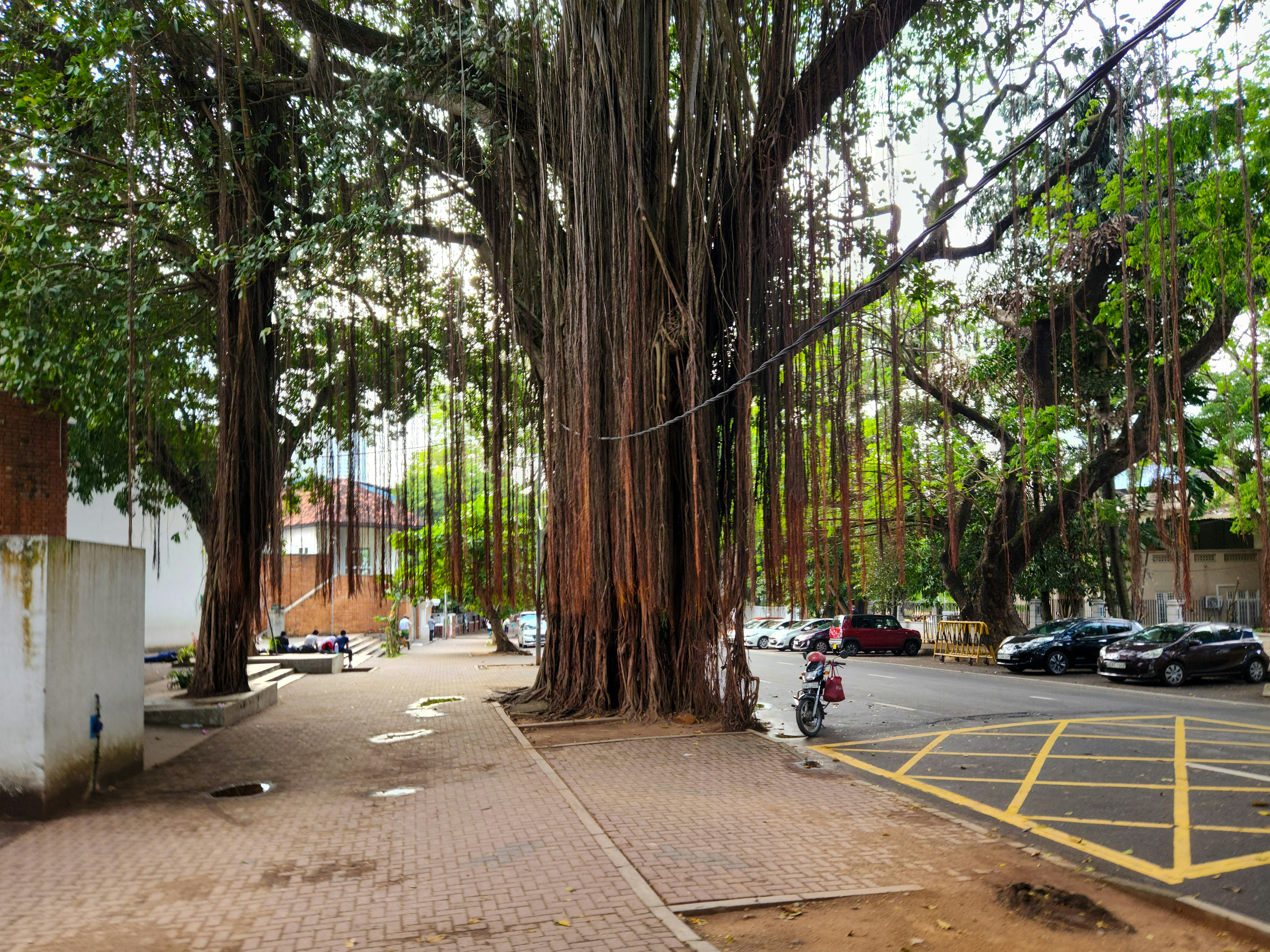 This image showcases a large Banyan tree in Colombo, Sri Lanka. The tree's extensive aerial roots, a hallmark of the Banyan, drape down to the ground, creating a curtain-like effect. The tree's thick trunk and lush foliage dominate the scene.
