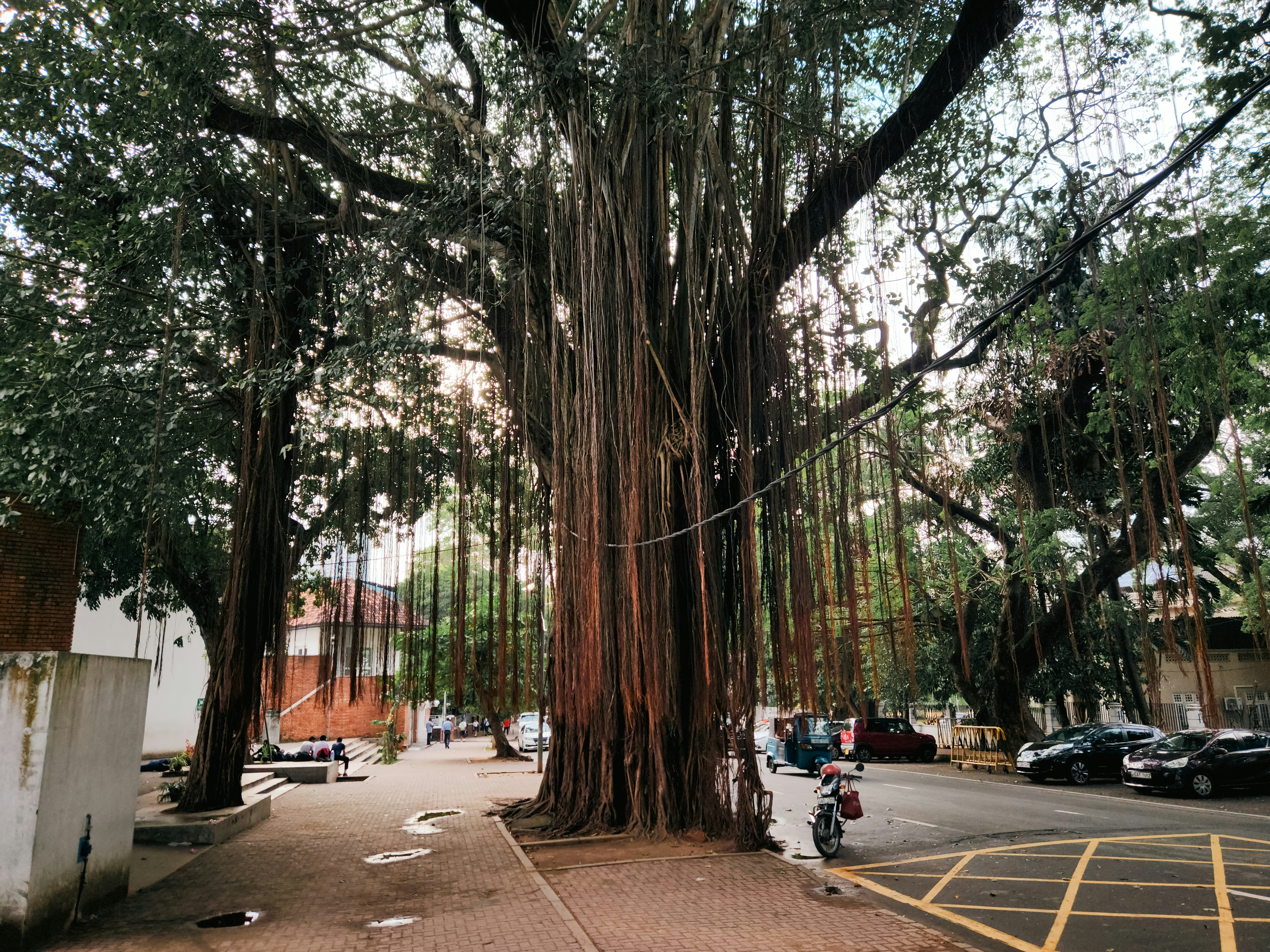 A large tree sitting in the middle of a parking lot photo – Free City ...