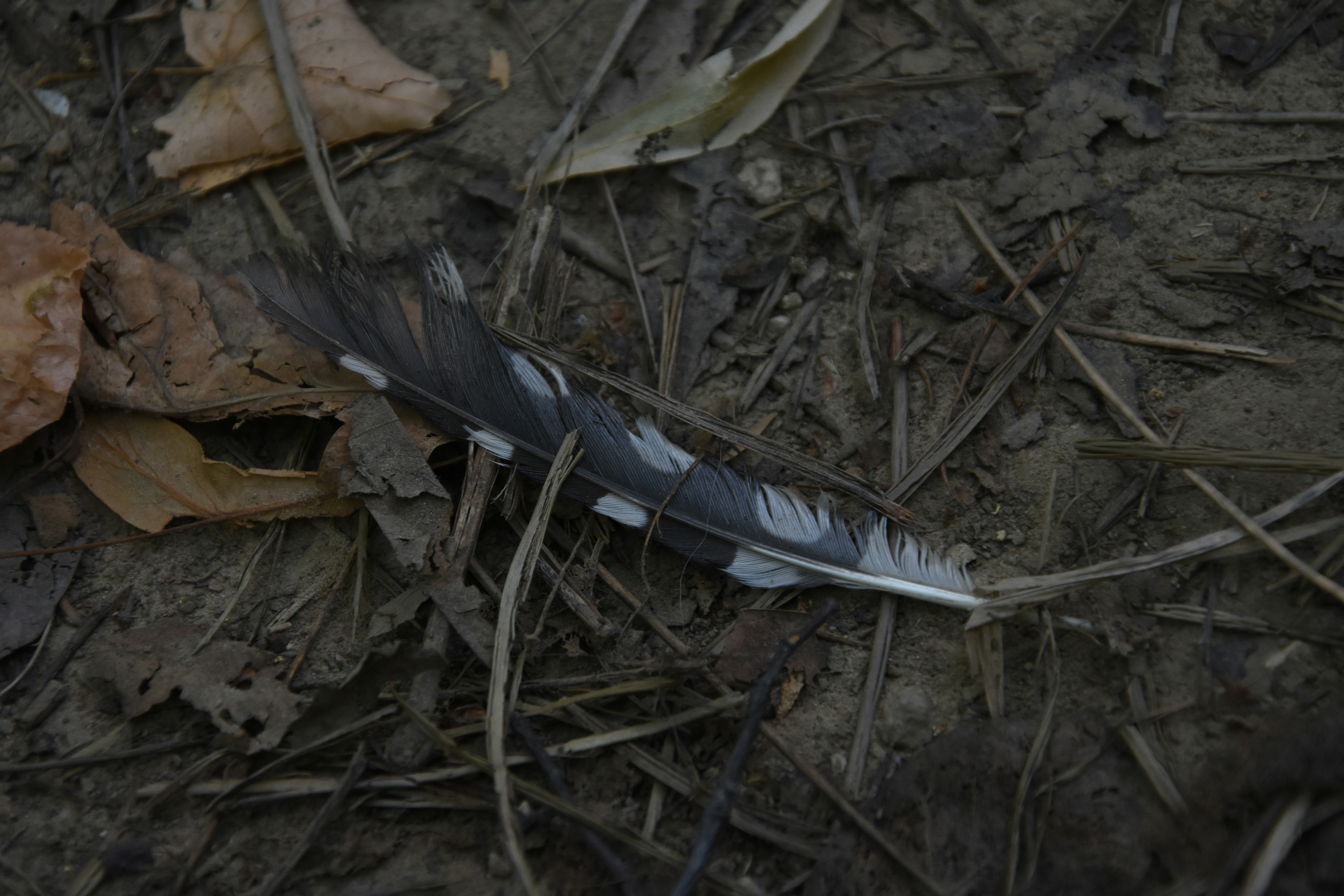 Lone Feather on Damp Earth: Quiet Stillness Among Fallen Leaves