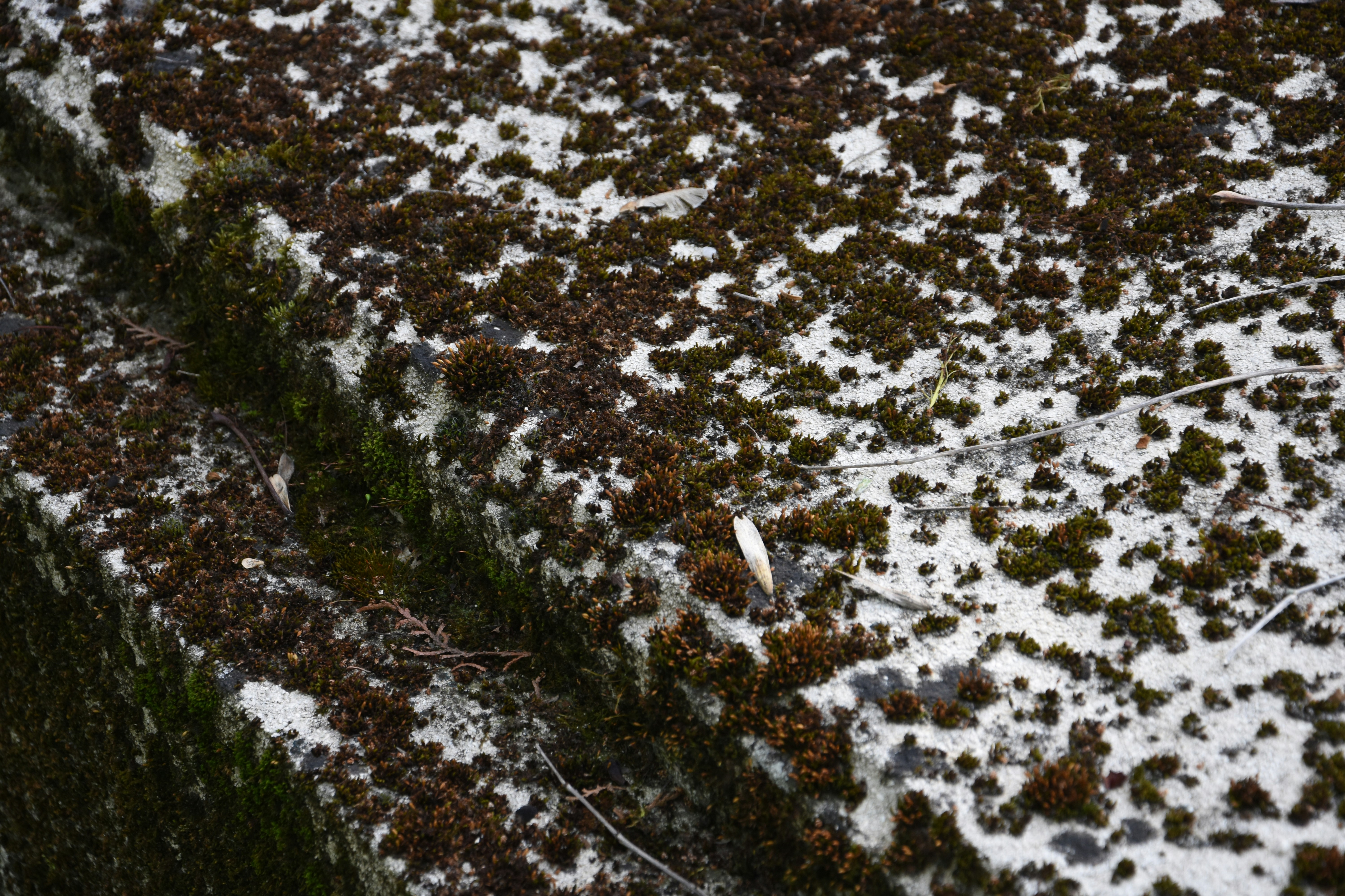Lone Feather on Moss and Snow: Textural Quiet on a Winter Log