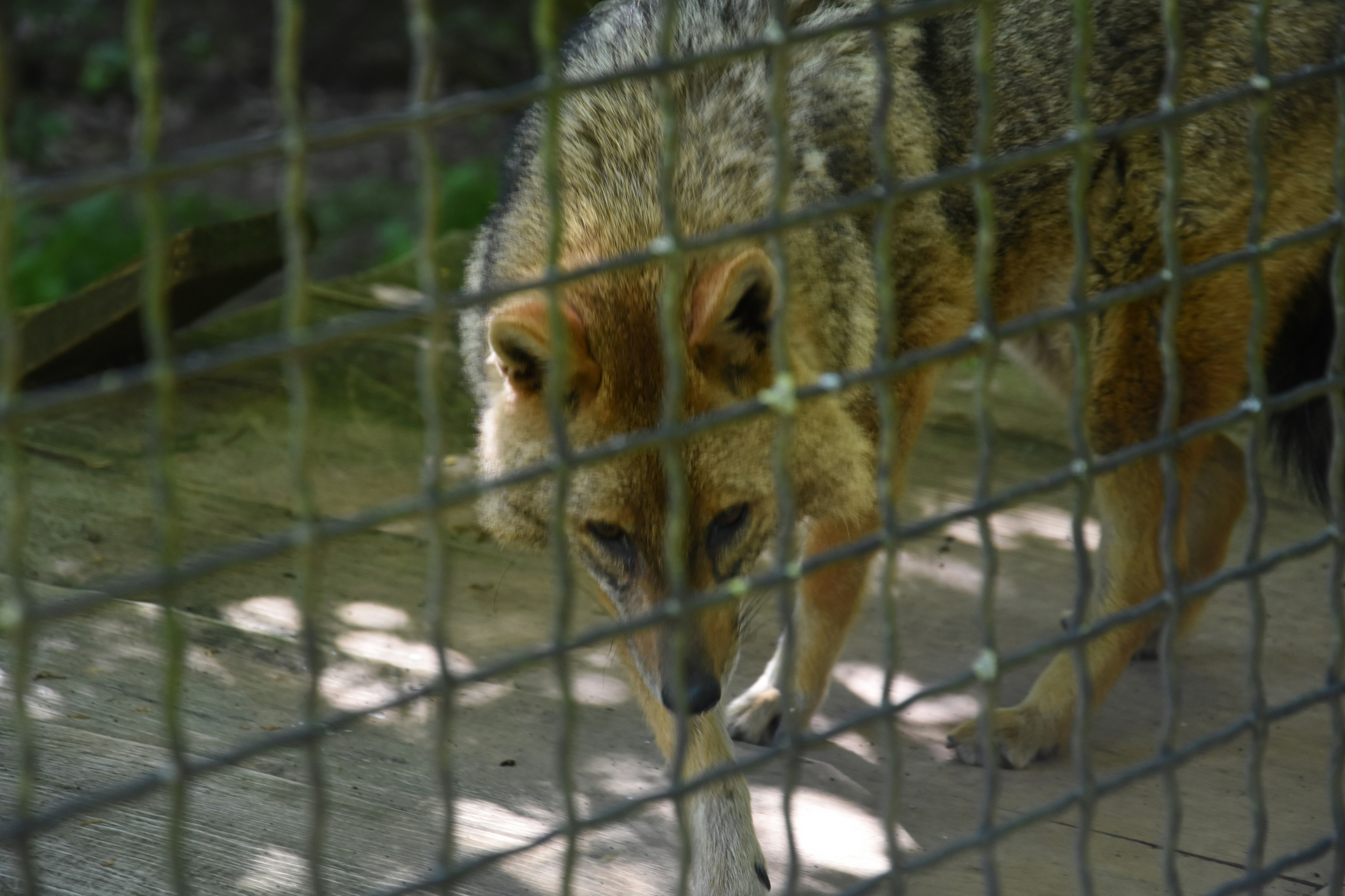 Coyote exploring its enclosure, partially obscured by a wire fence. Natural light highlights its fur and inquisitive demeanor.