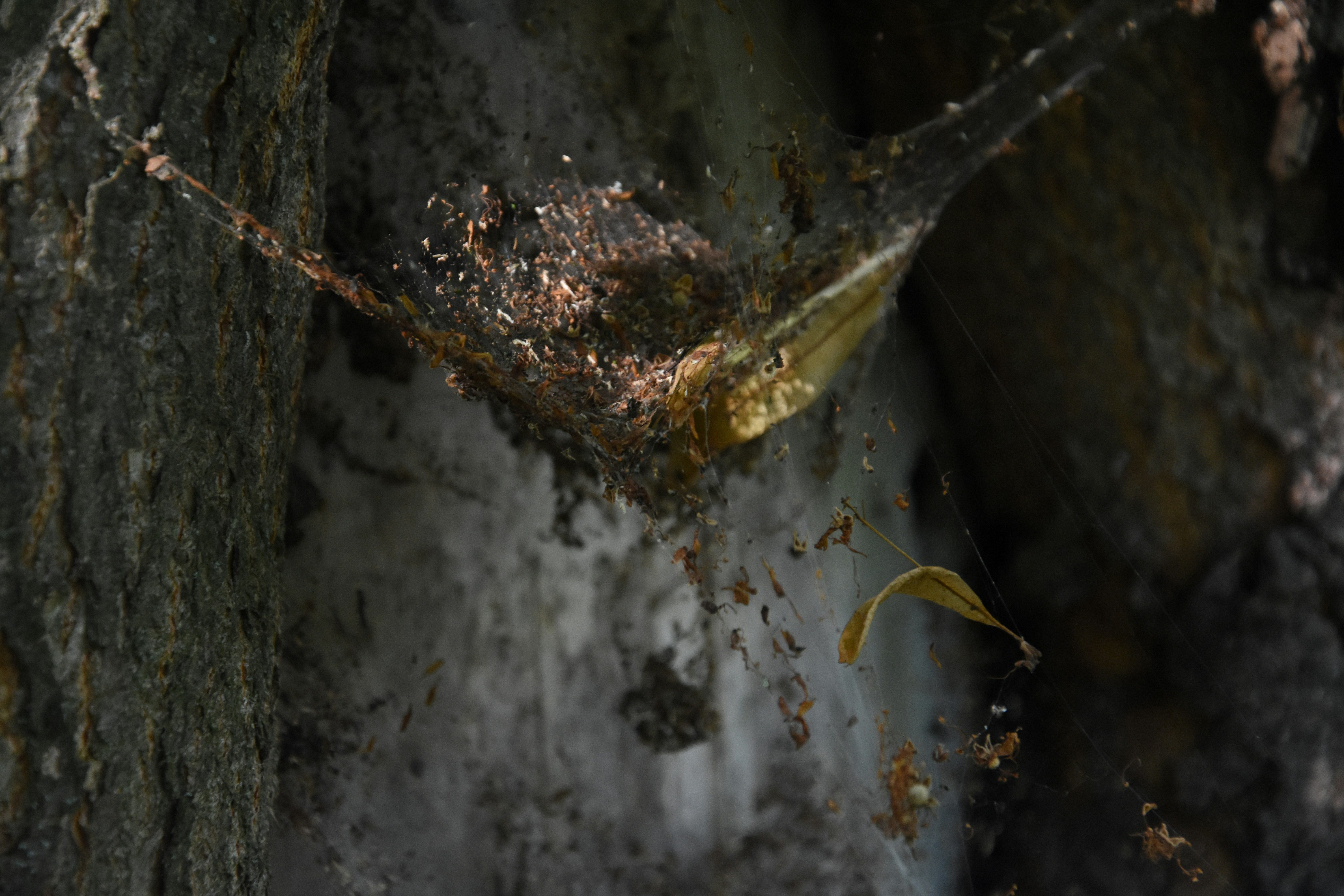 Photo by Daniel Rubin with Nikon D7200