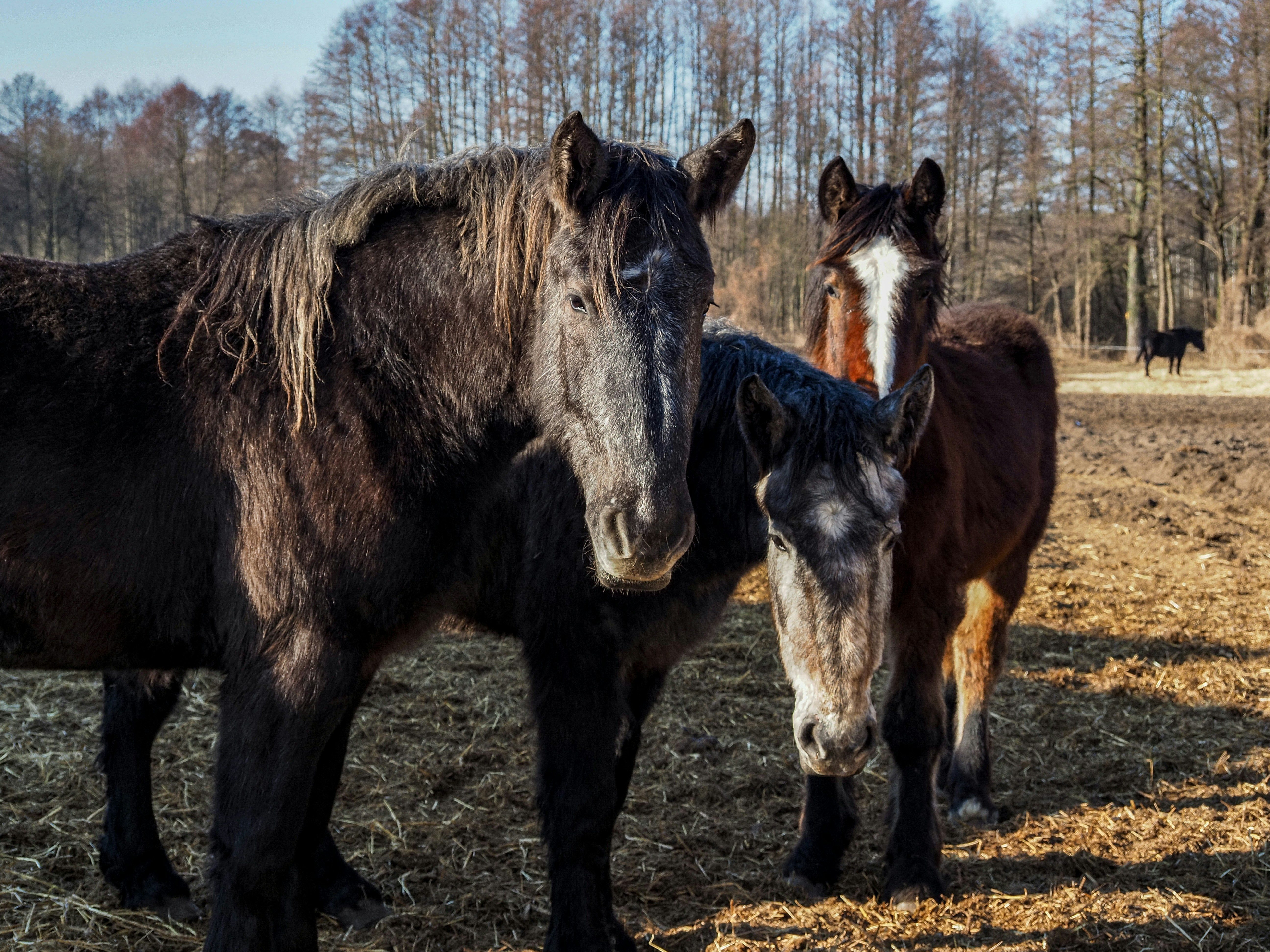 Three horses standing close together in a sunlit field with bare trees in the background.