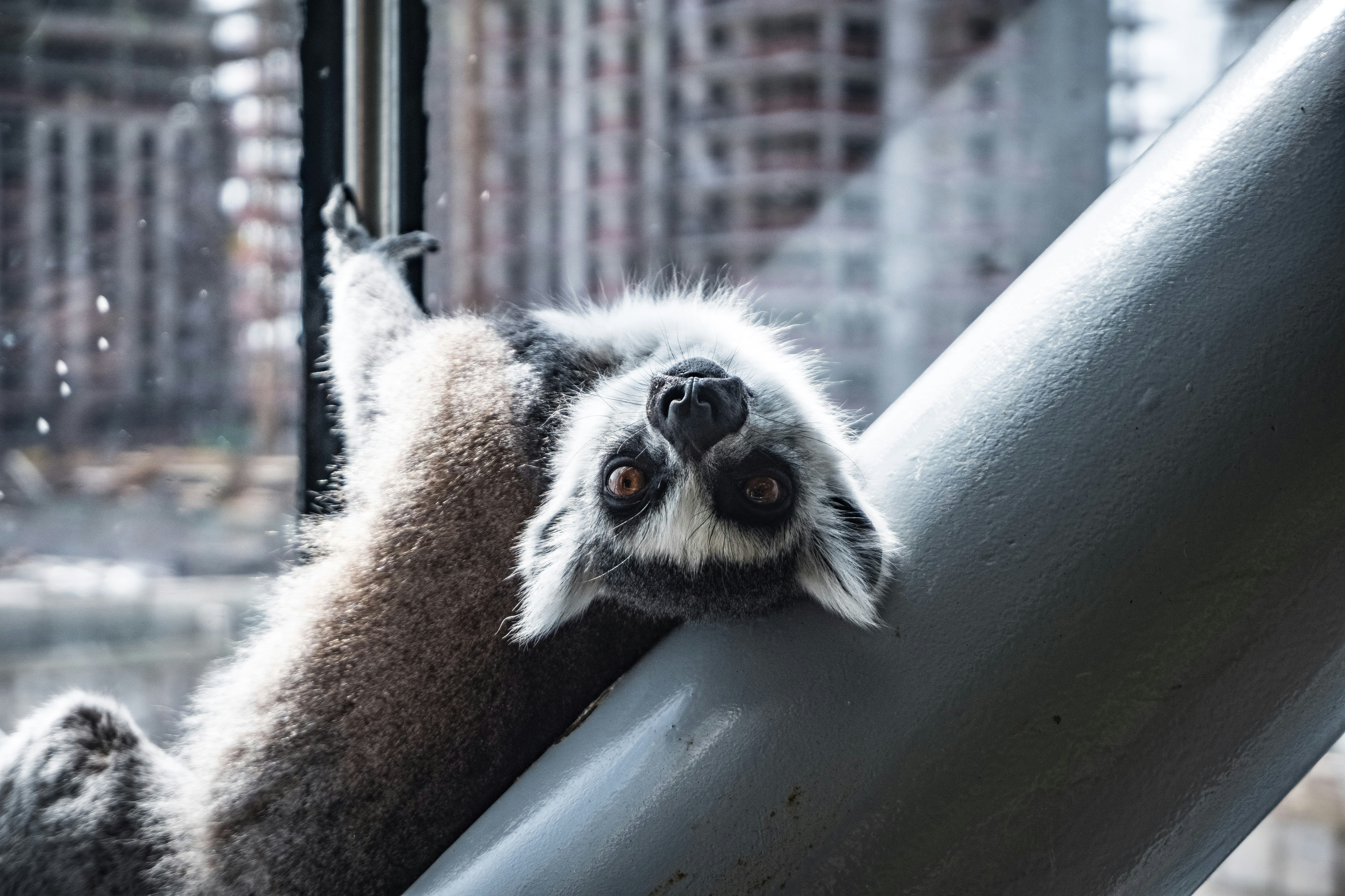 Urban Acrobat: Lemur Clings to a Steel Pipe Amid Glass Skyscrapers