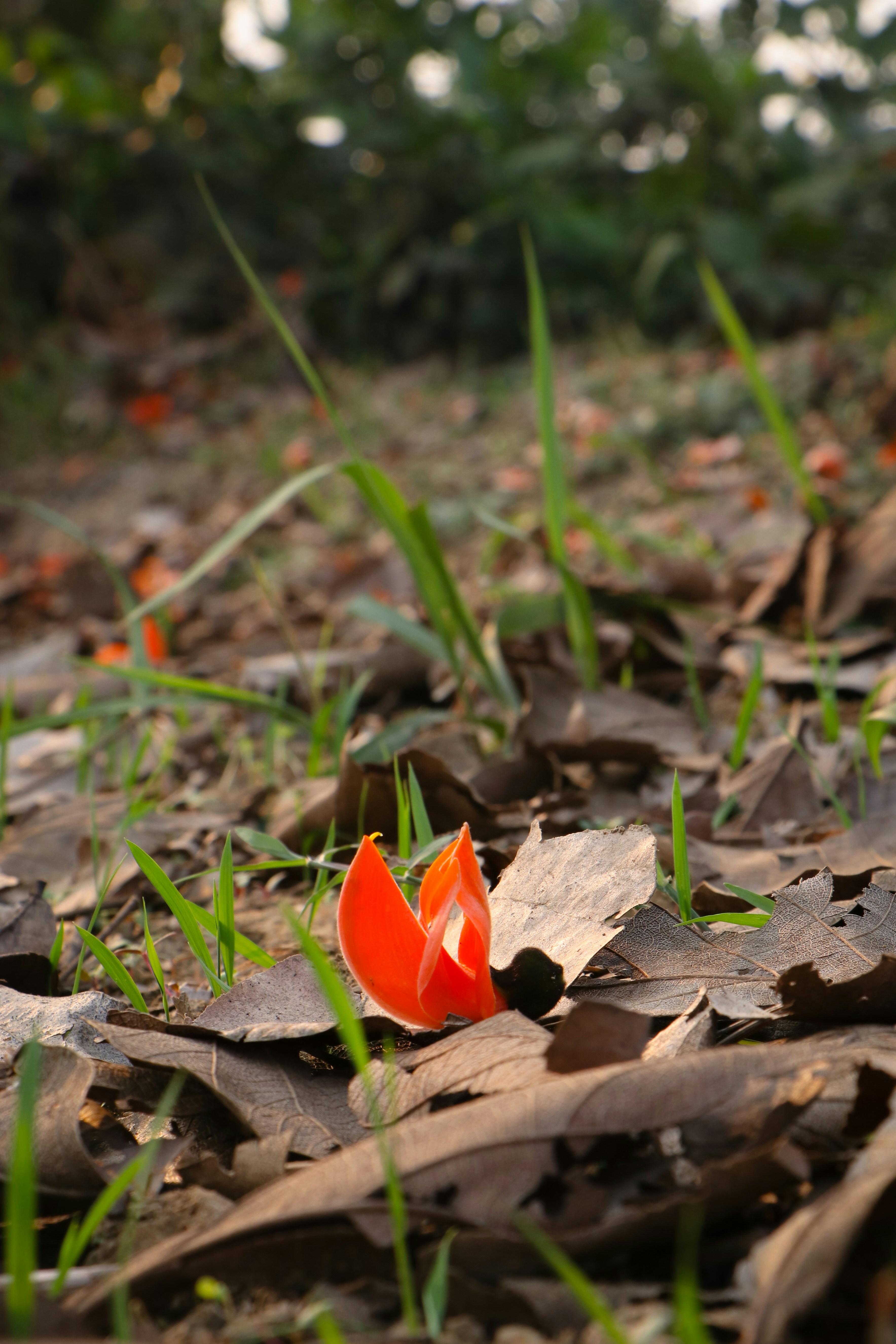 Flame in the Foliage: a lone orange bud emerges among autumn leaves