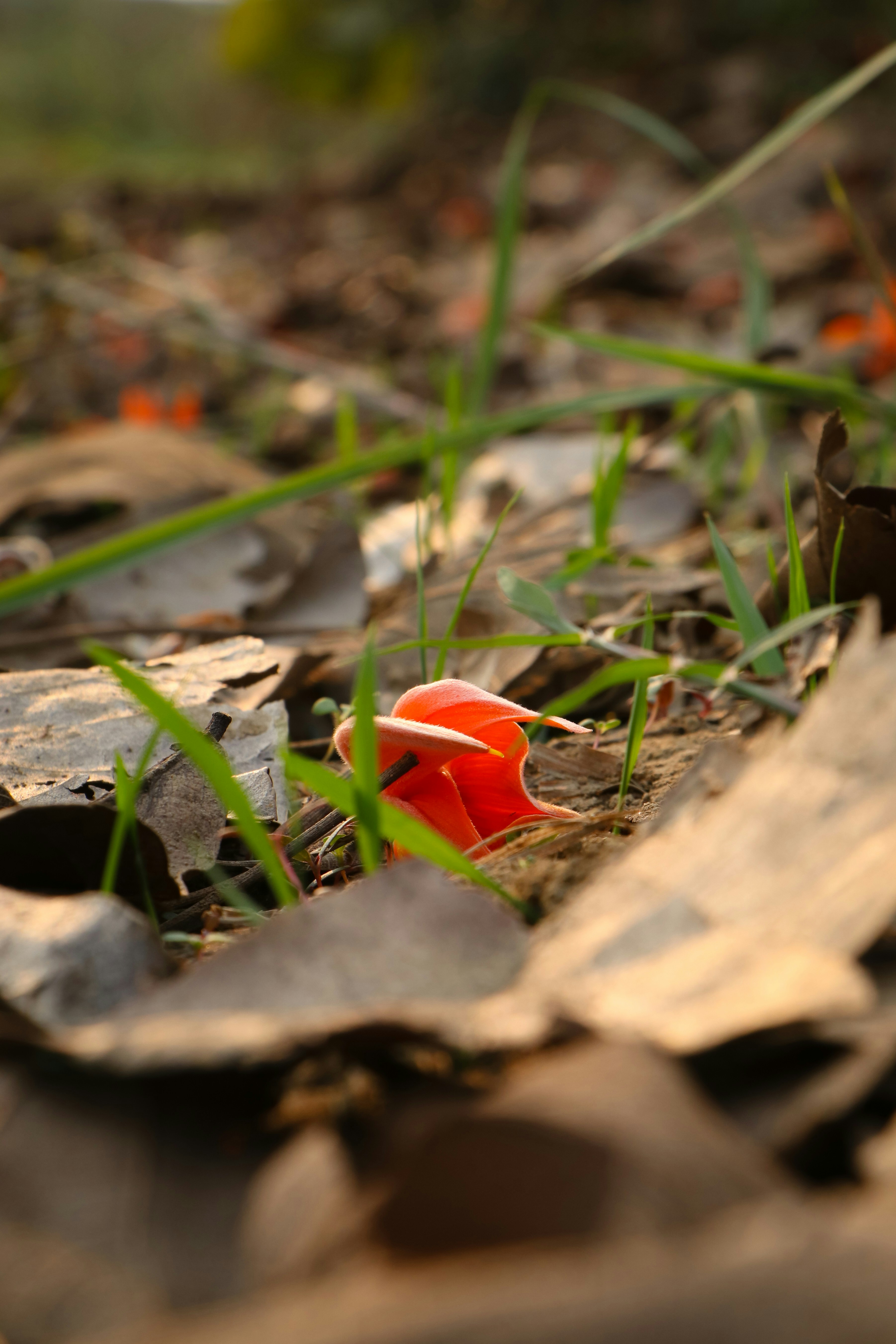 Red Cup of Autumn: A Scarlet Petal Emerges from the Leaf Litter
