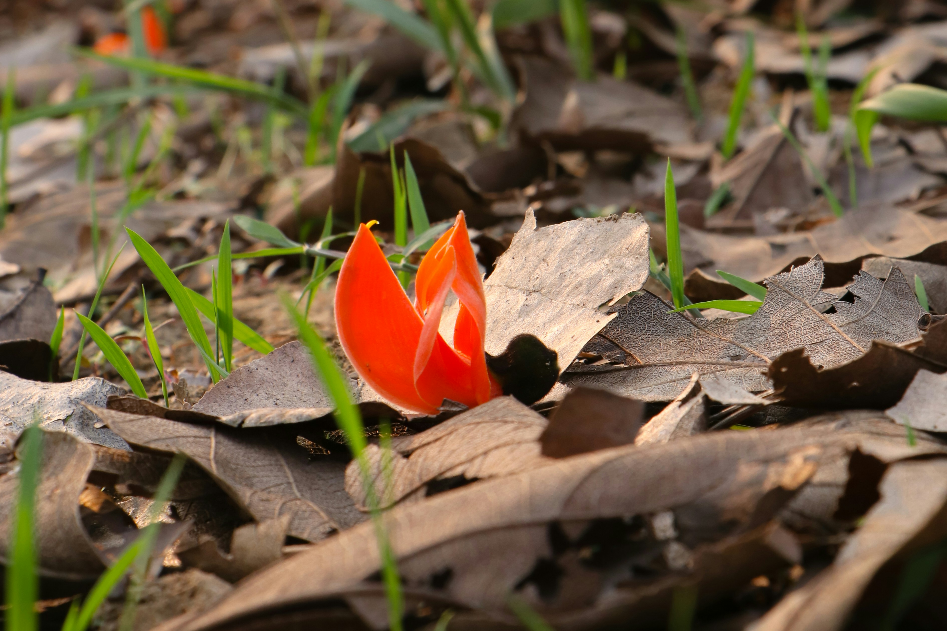 Fiery Blossom Amidst Fallen Leaves