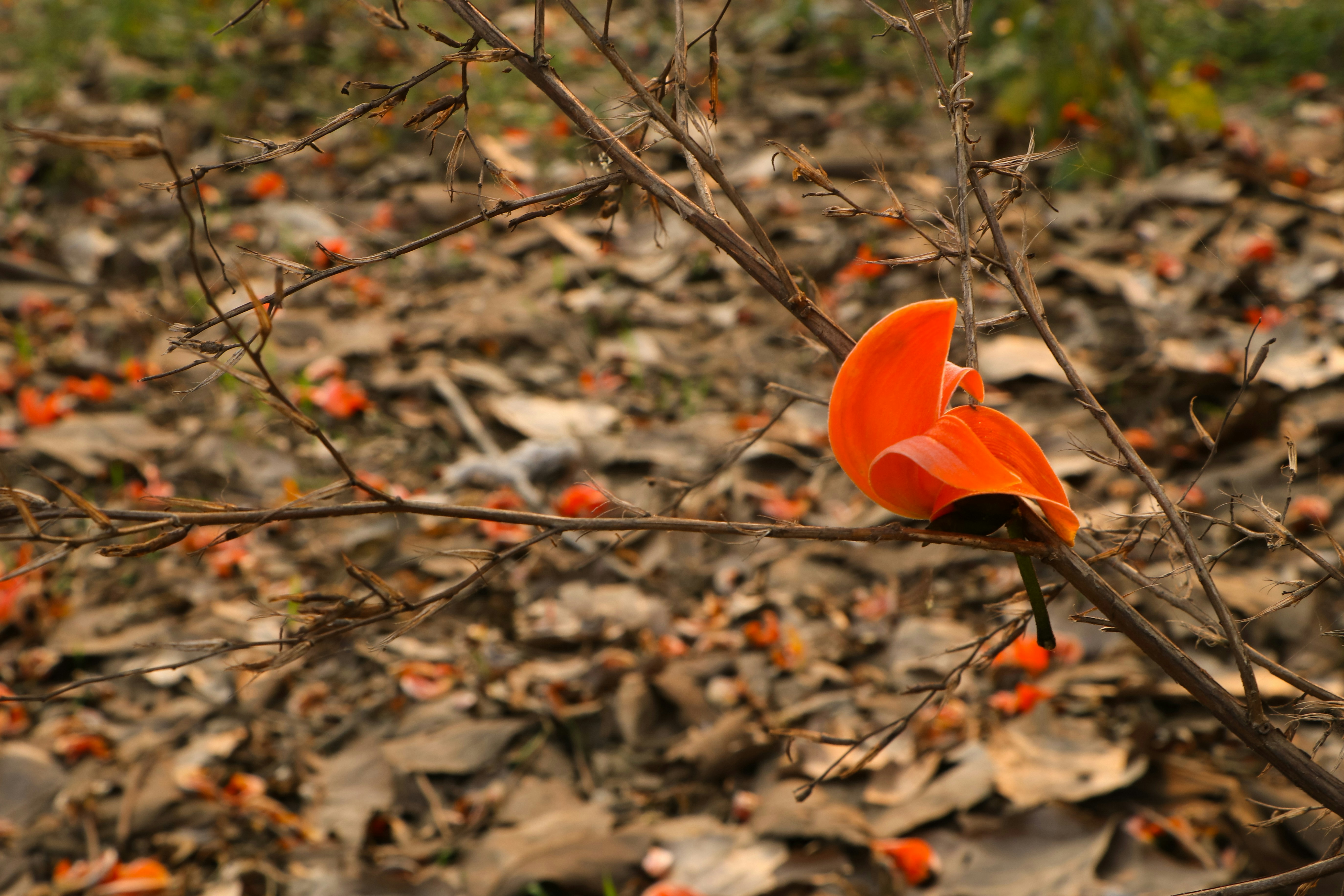 Solitary Flame Amidst the Fall