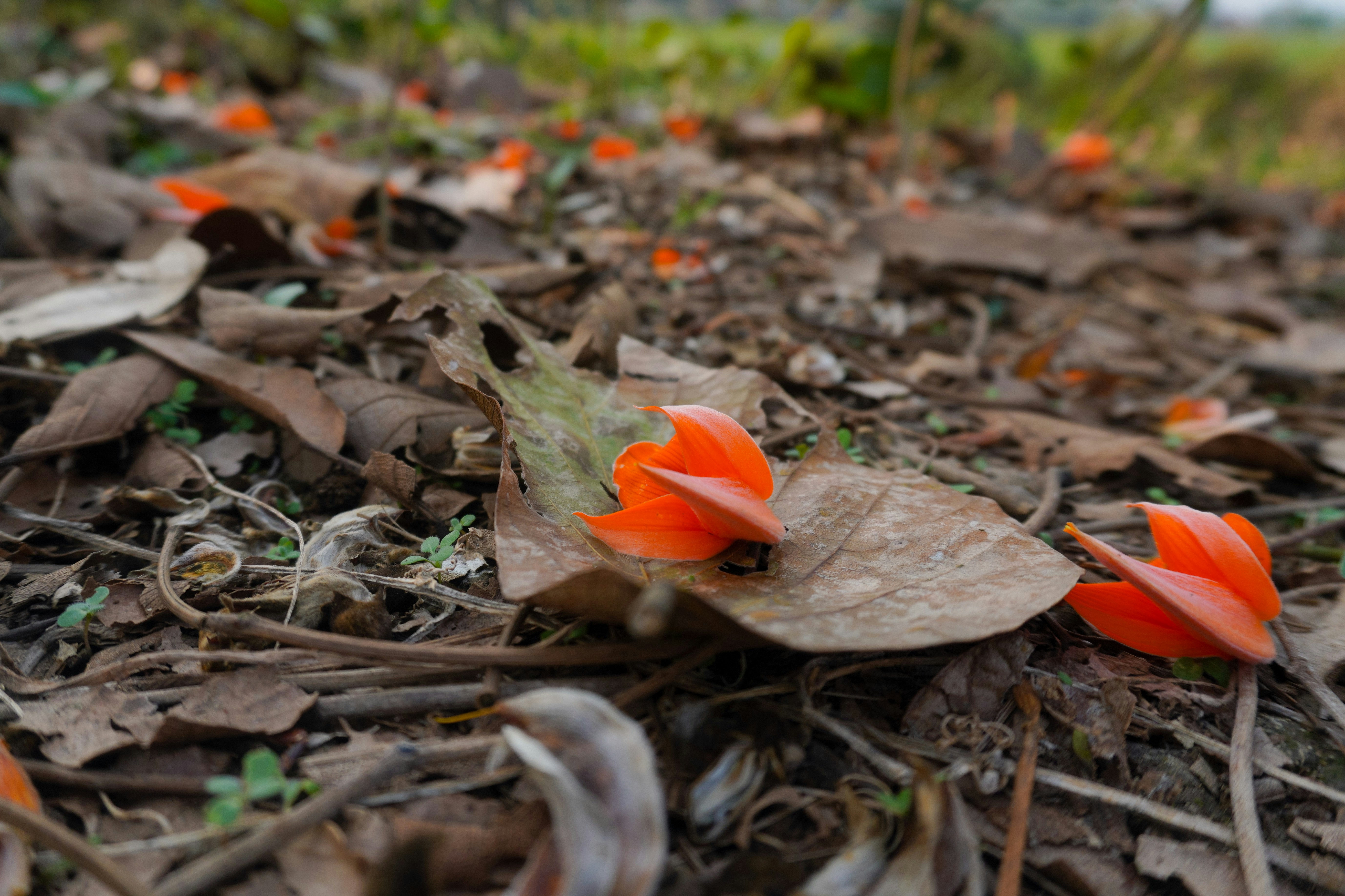 Solitary Orange Petal Breaks the Leaf-Litter Quiet