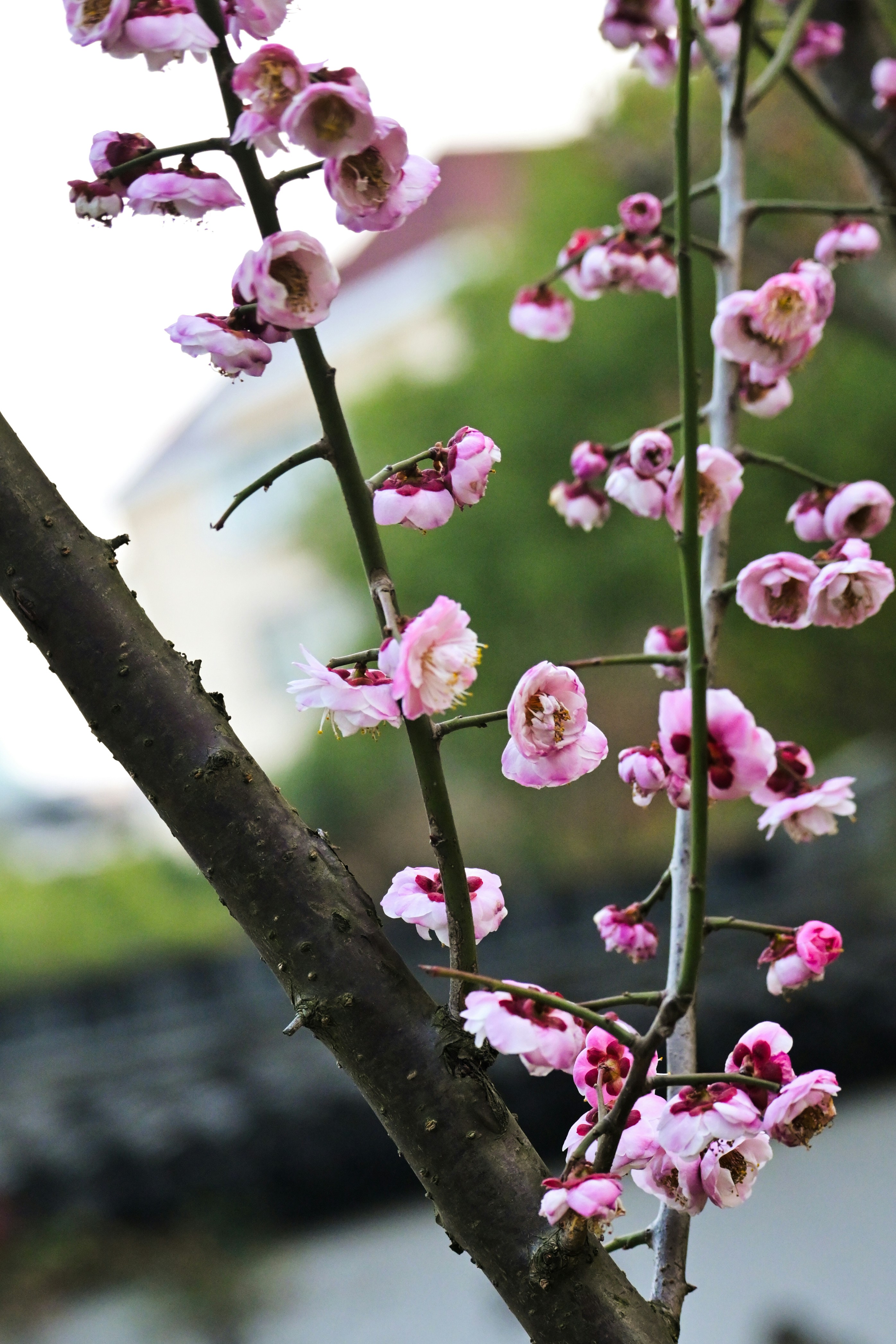 A small tree with pink flowers in front of a building photo – Free Plum ...