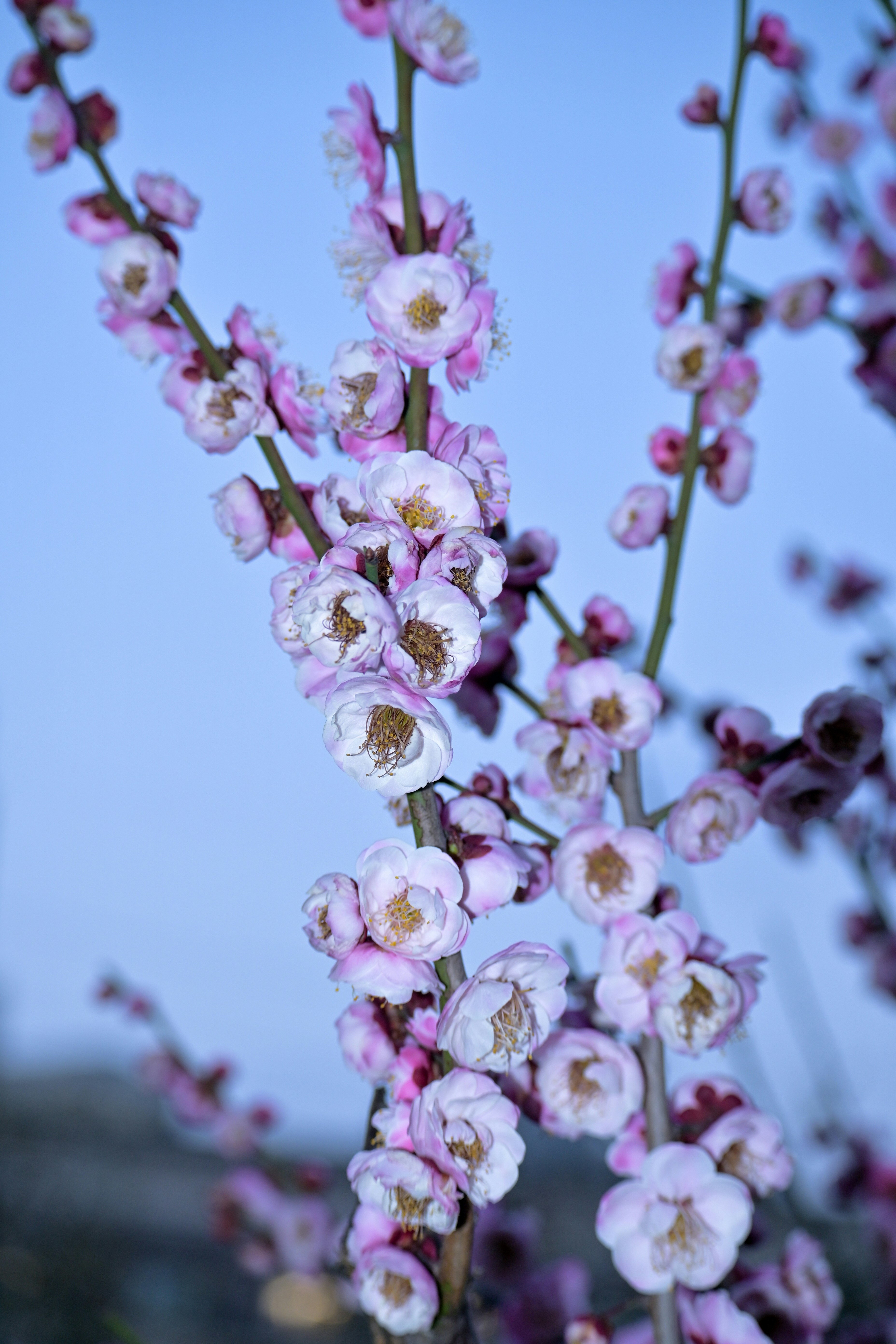 Pink Prunus Blooms Climb a Clear Blue Sky