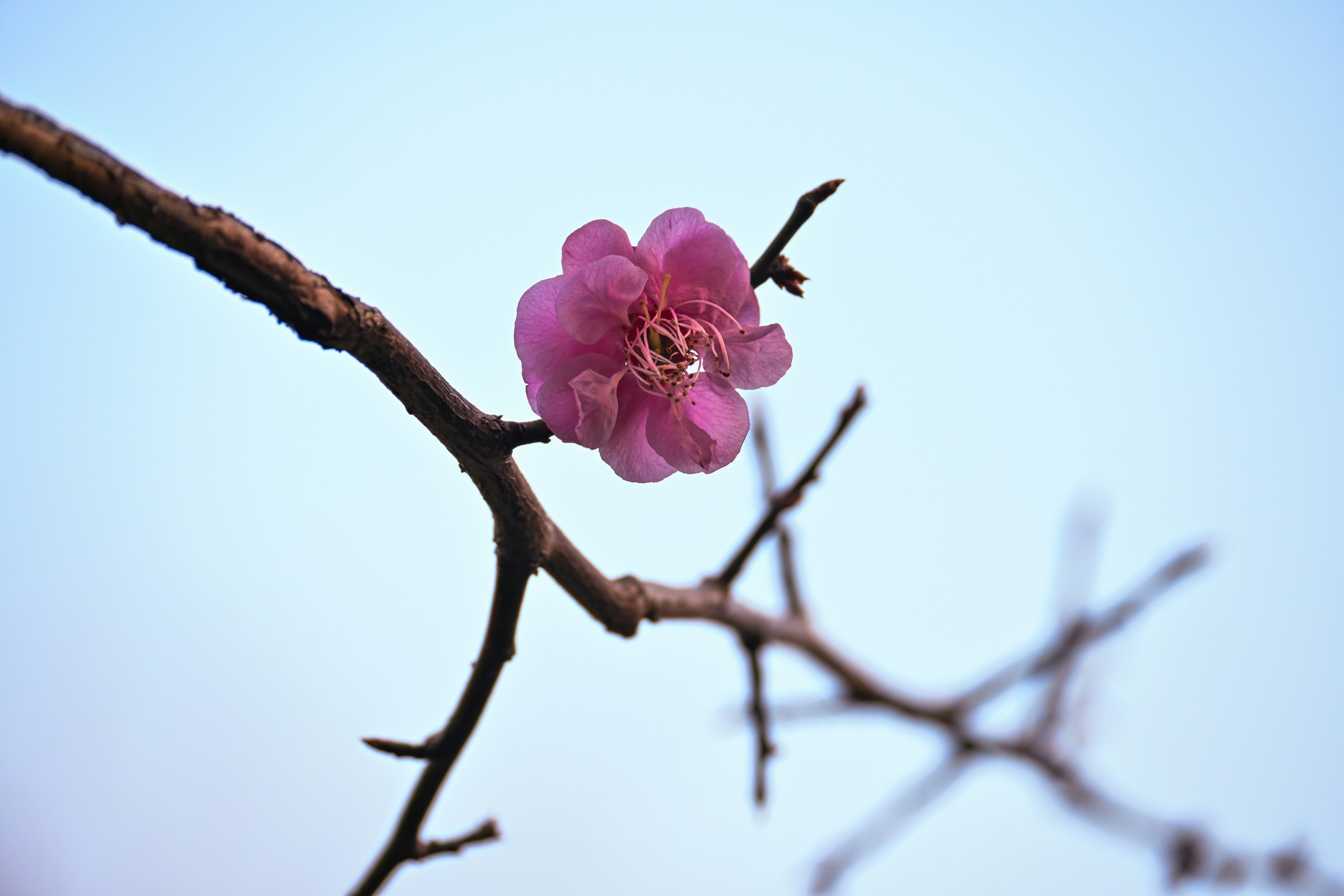 Lone Pink Blossom Against the Azure: Fragility on a Bare Twig