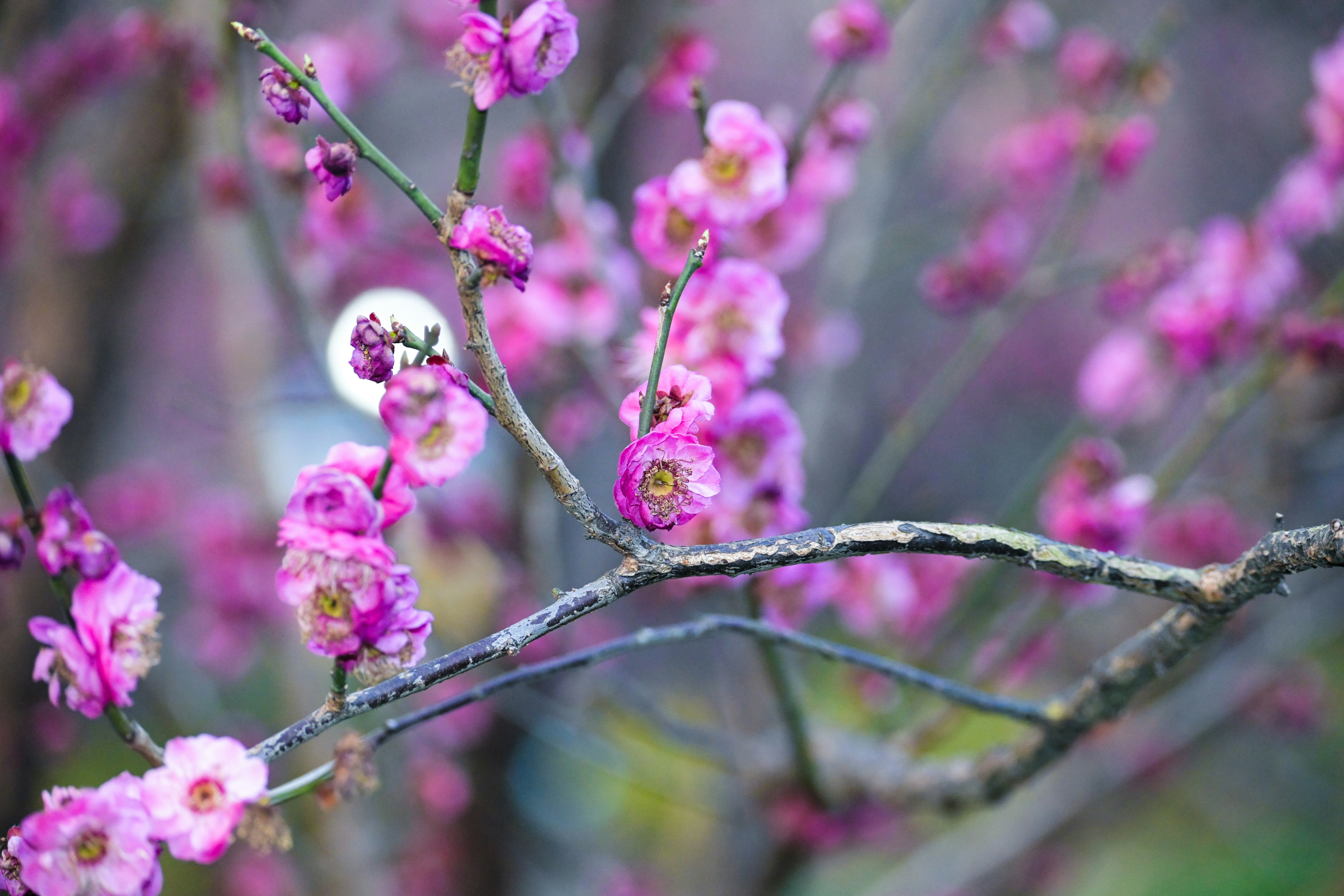 Vibrant pink plum blossoms on intertwined branches against a soft-focus background.