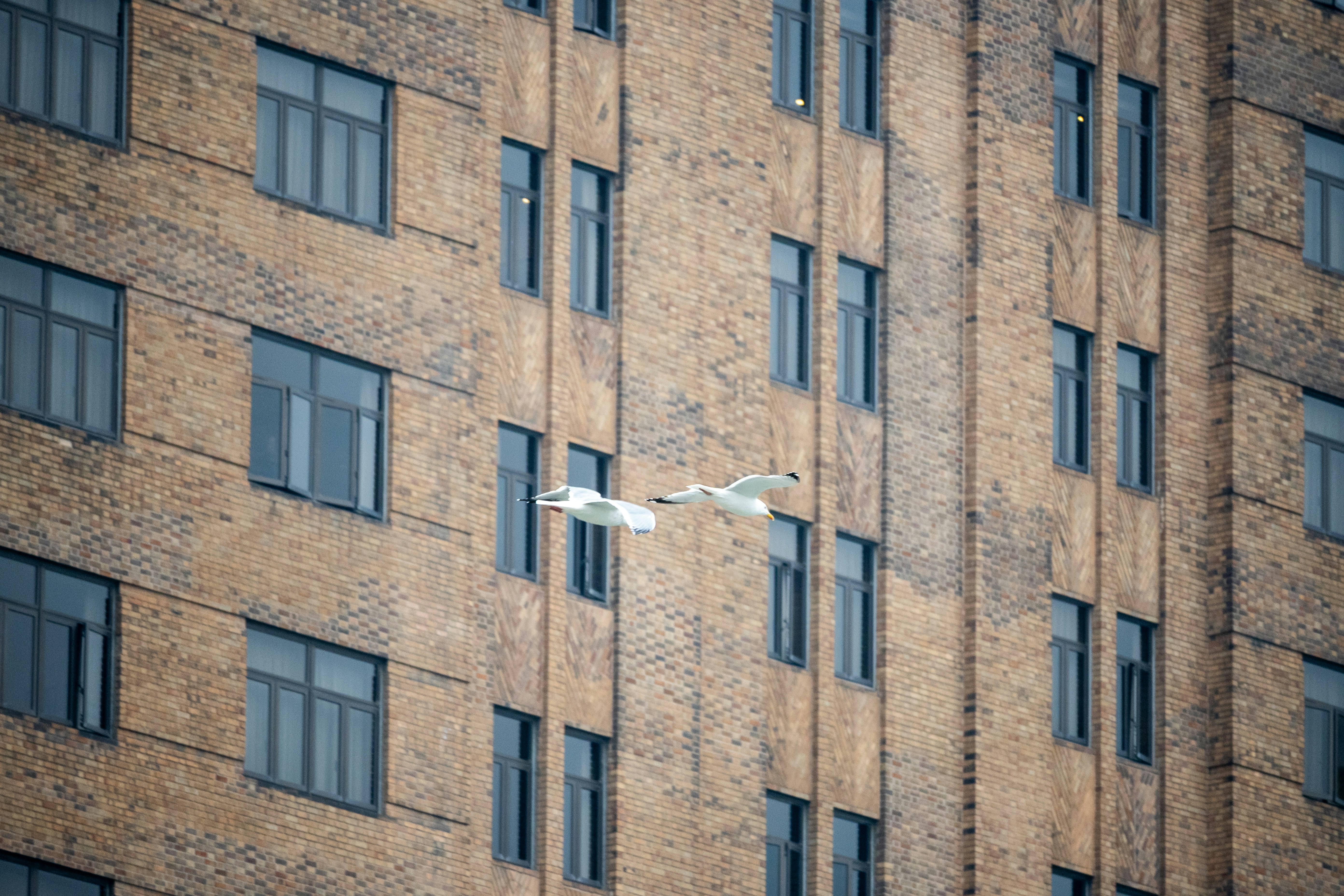 Two birds gracefully soar past a brick high-rise, juxtaposing nature and architecture.