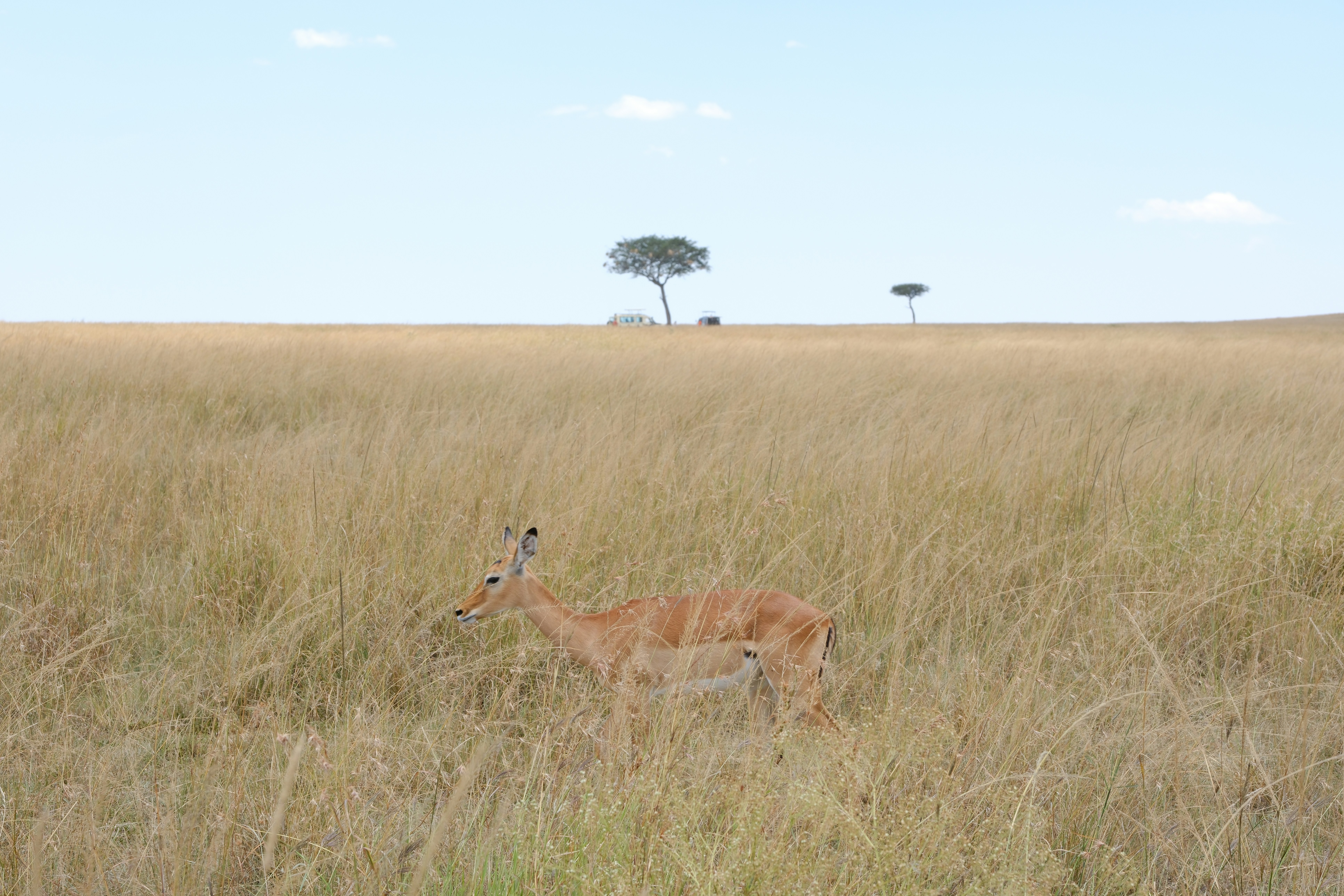 Antelope standing in tall golden grass with distant trees under a clear sky.