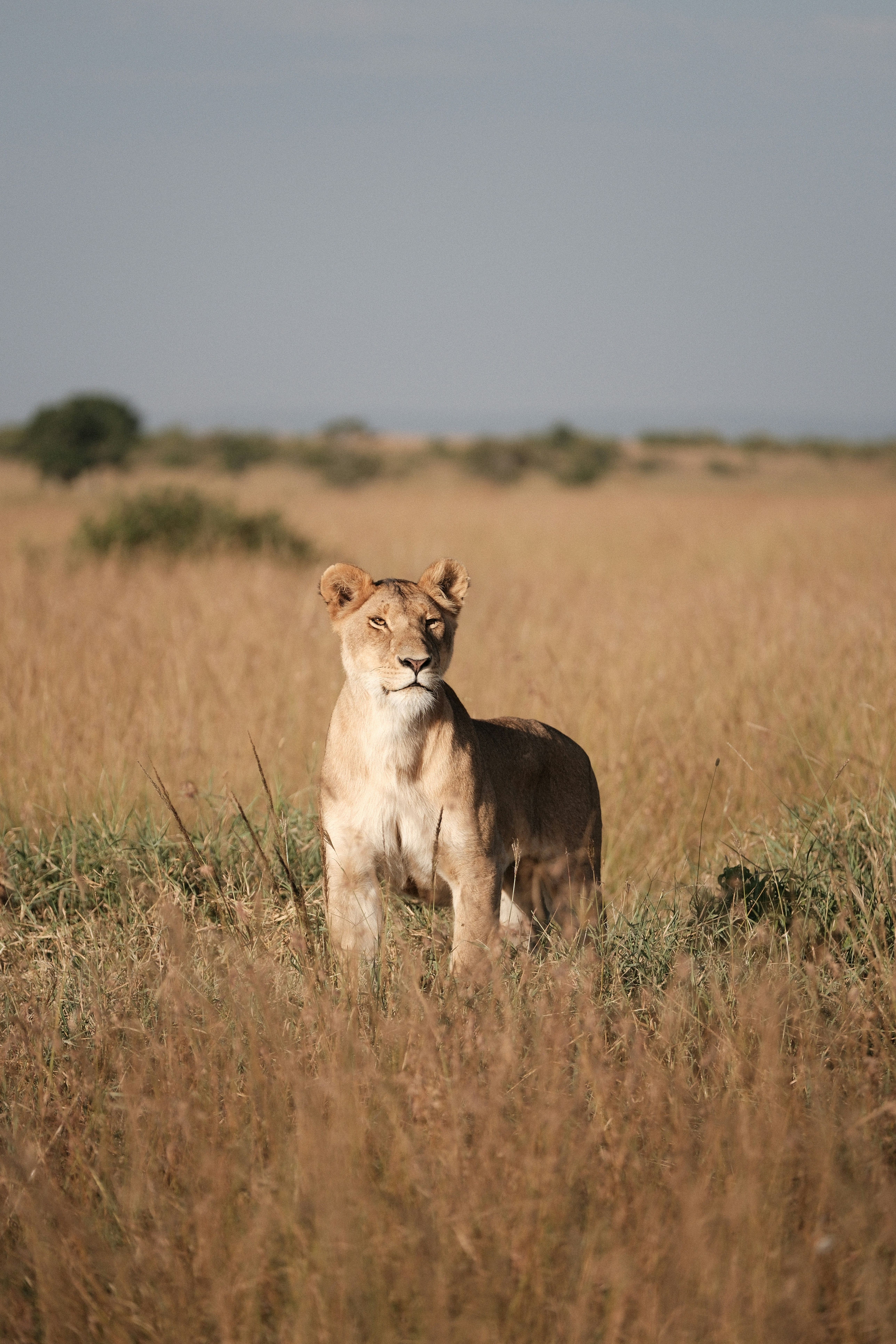A lioness stands alert in golden savannah grass under a clear sky, captured in a natural photograph.