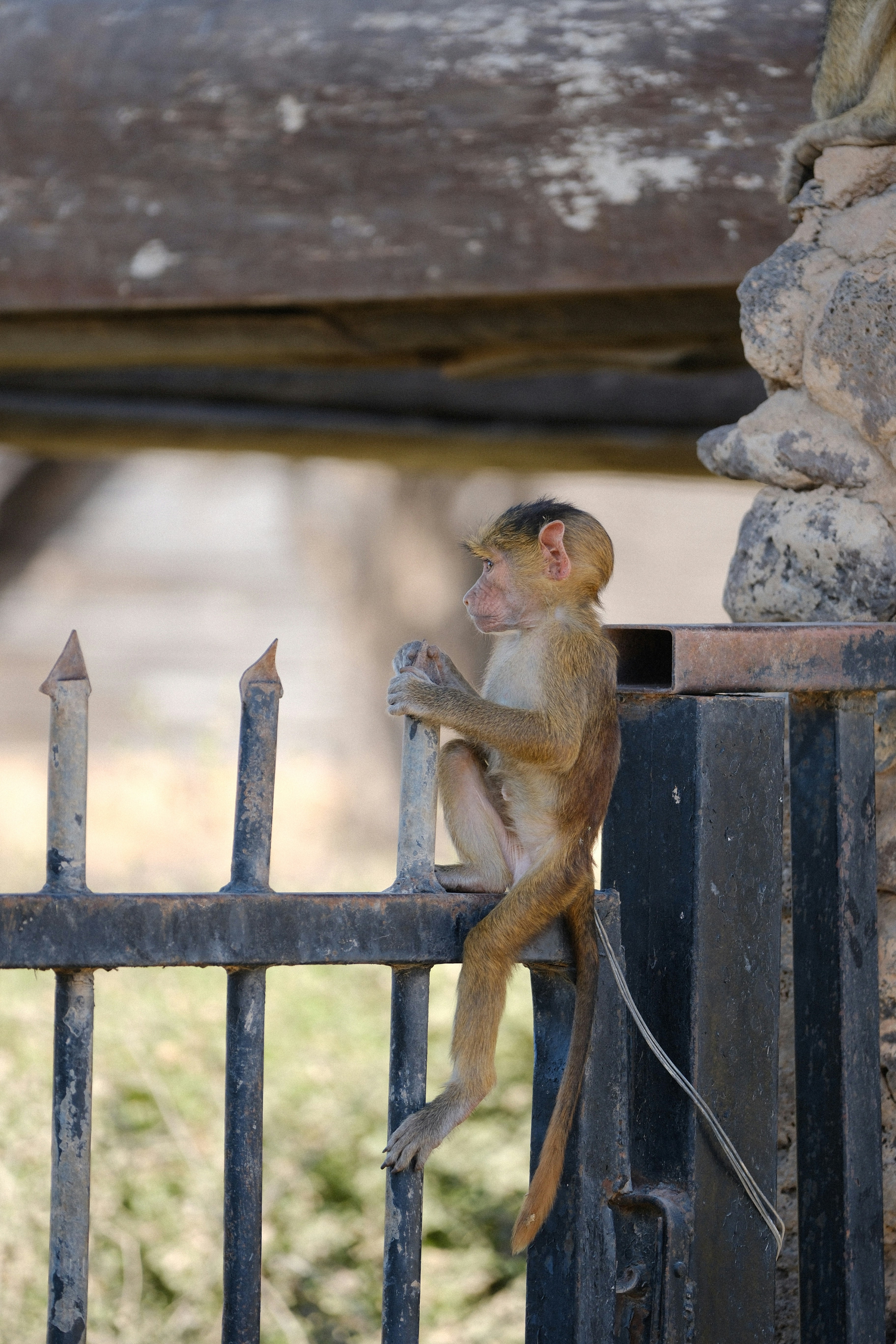 Monkey Cartoon Pictures | Download Free Images on Unsplash