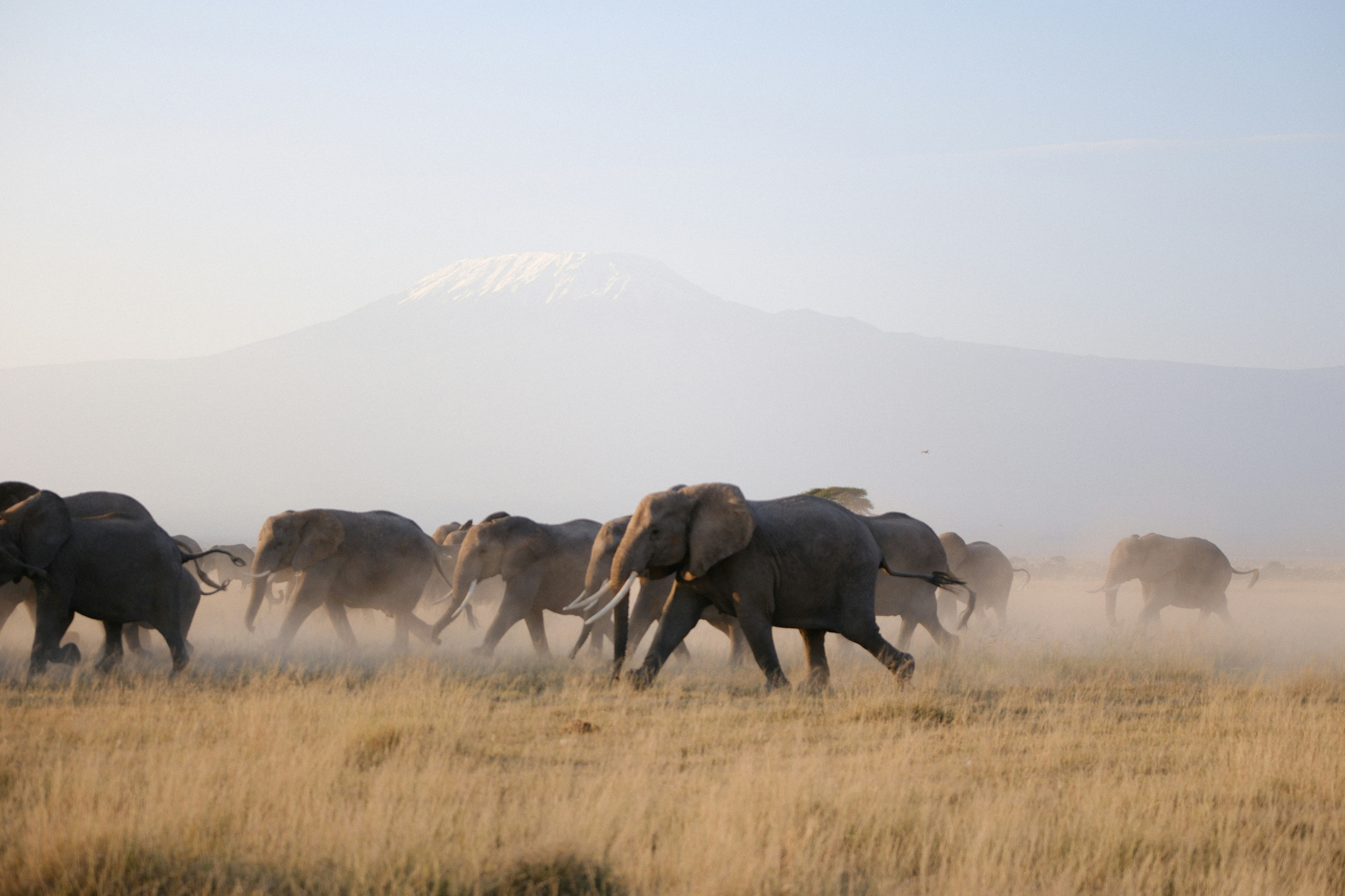 Herd of elephants walking through dusty savanna with Mount Kilimanjaro in the background.