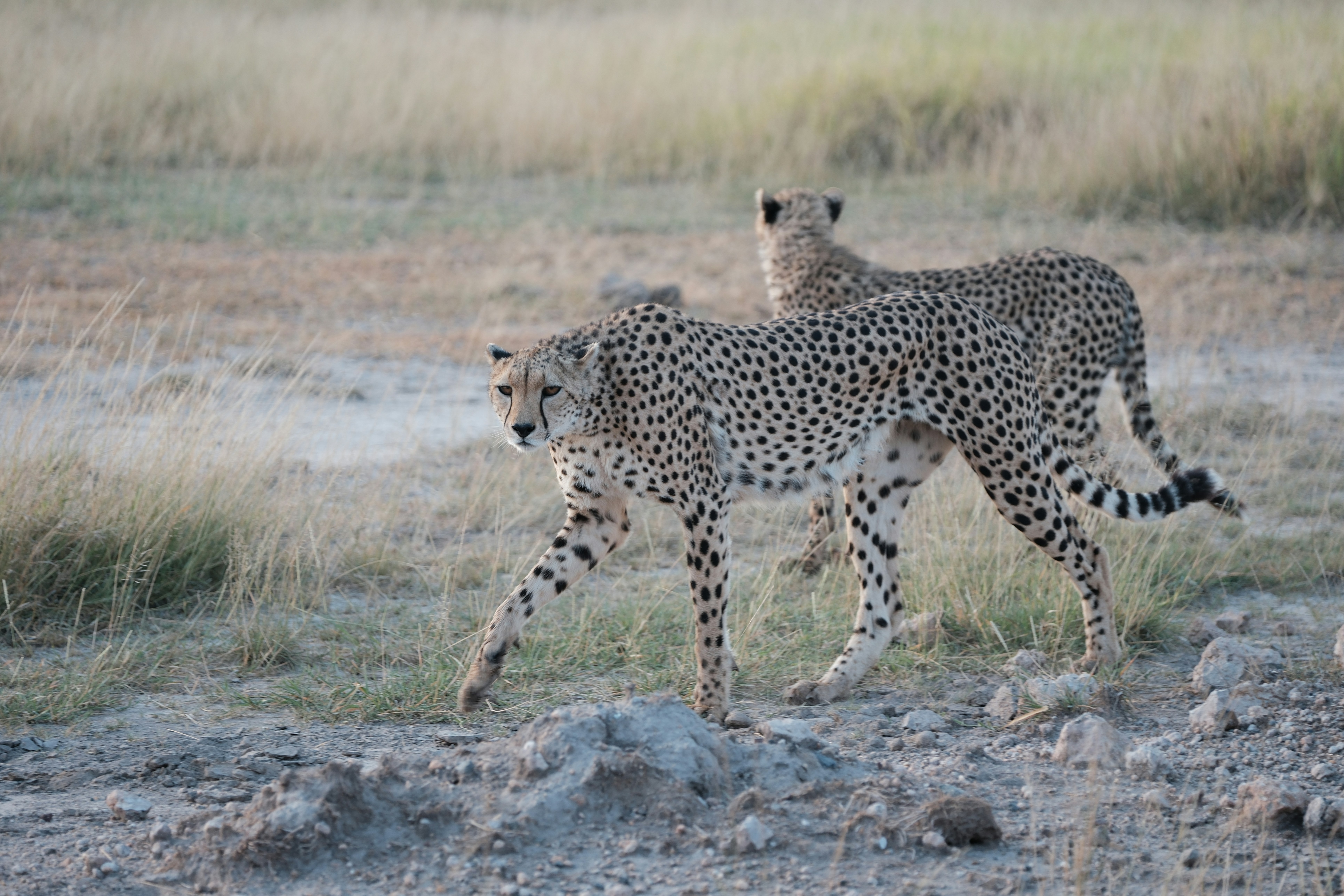 Pair of cheetahs walking through a grassy plain under soft daylight.