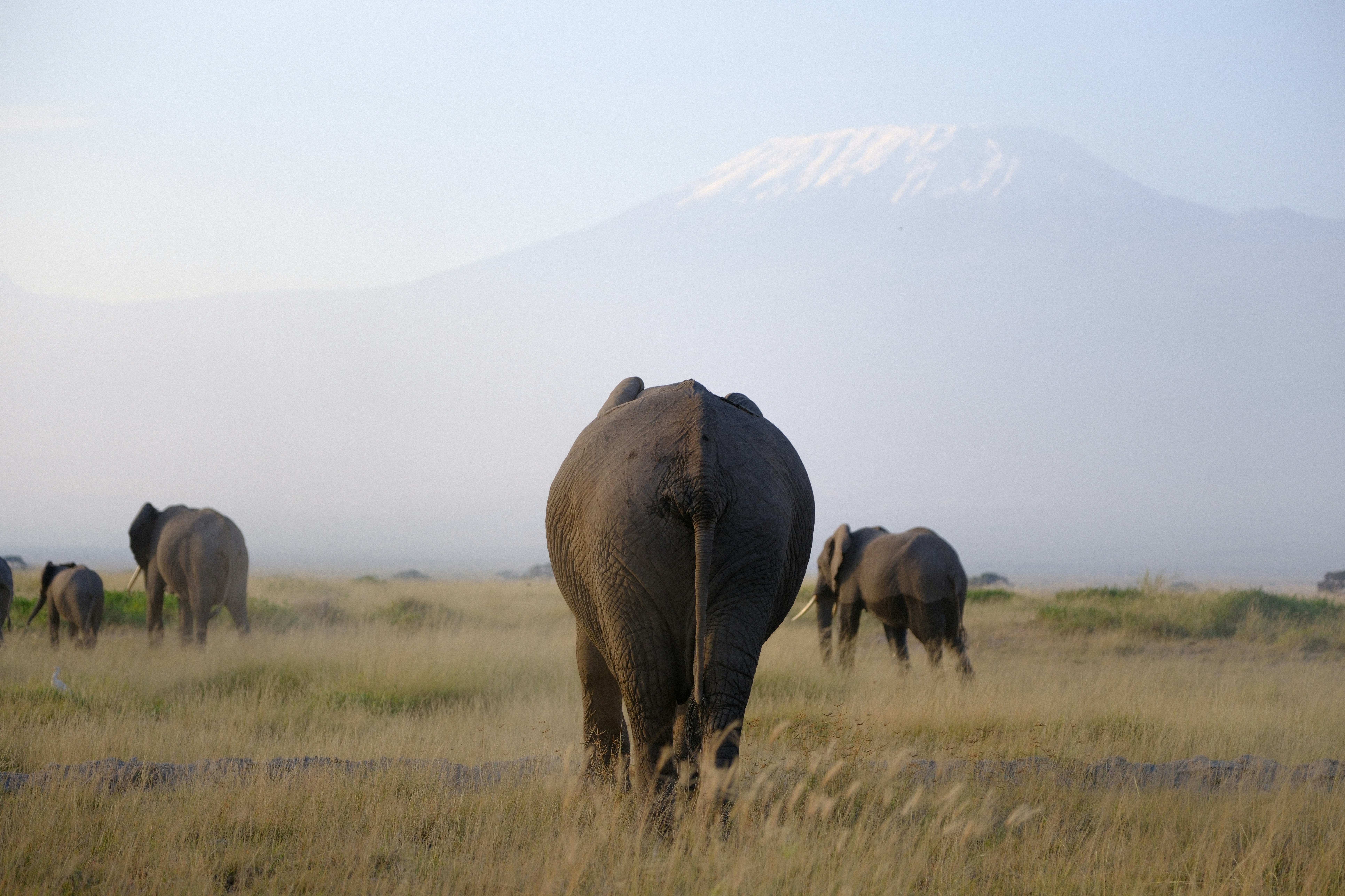 Elephants walking through grassy plains with Mount Kilimanjaro in the misty background.
