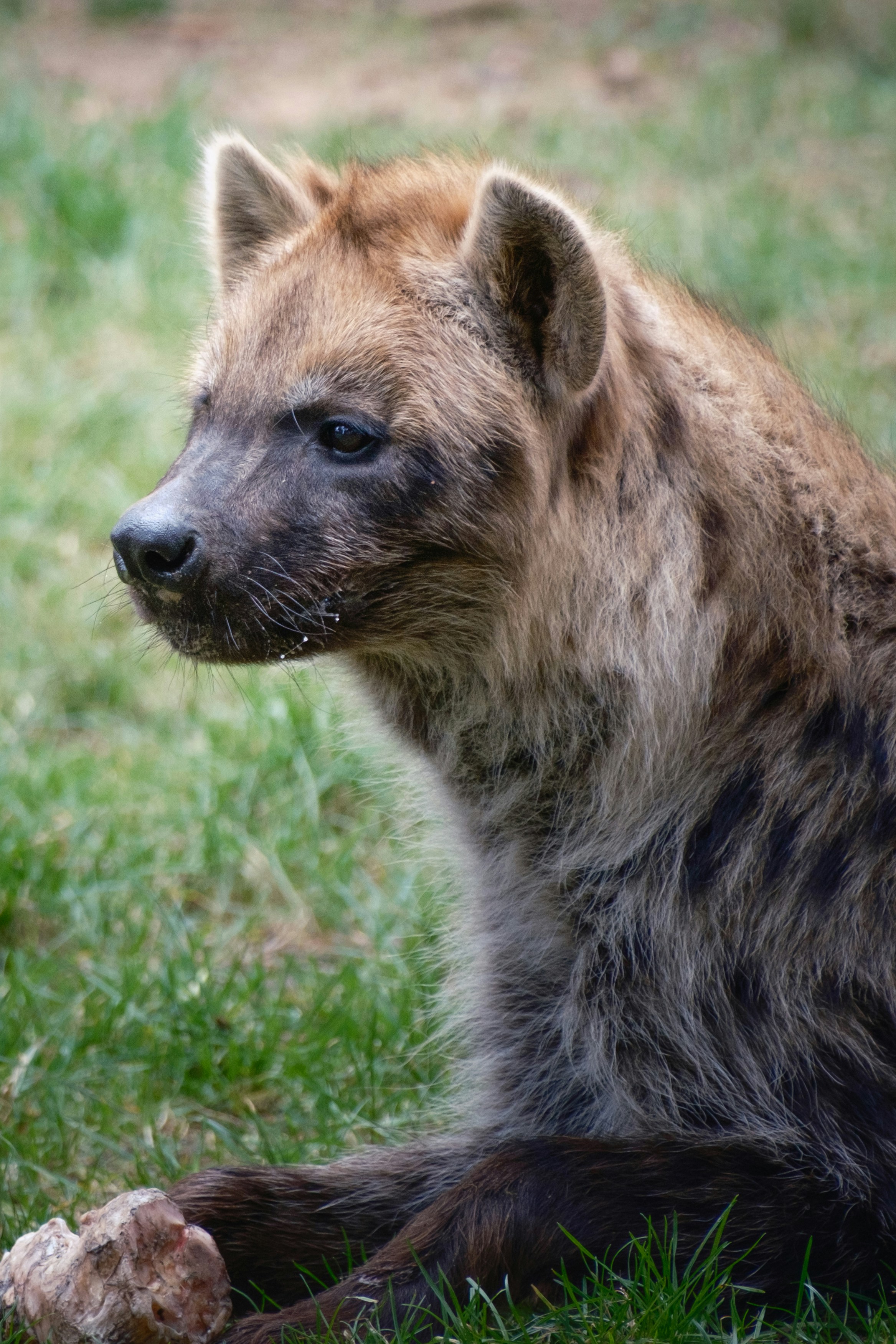 The Watchful Observer: A Hyena's Moment of Stillness