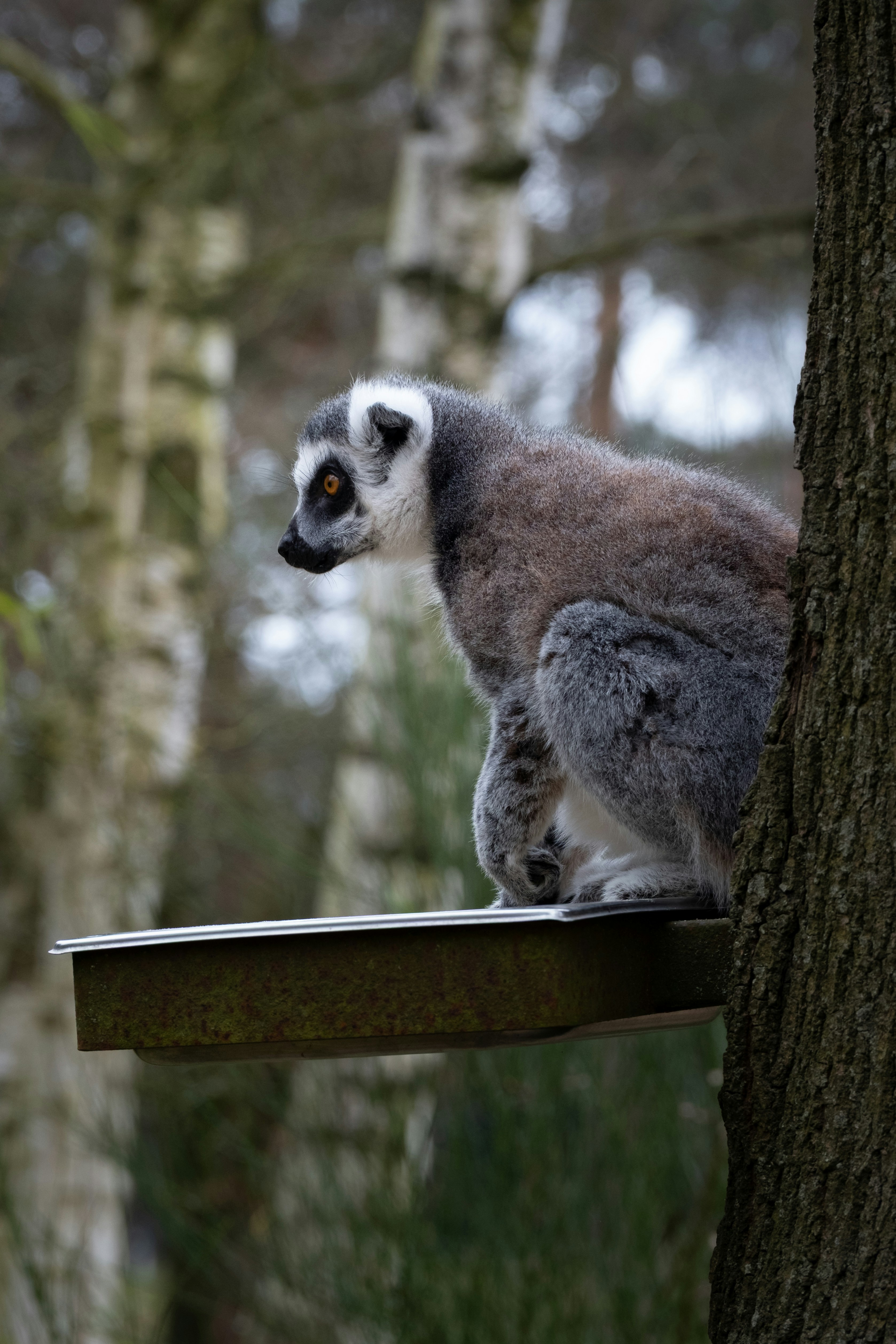 Perched Witness: A White-Collared Lemur on a Mossy Forest Platform