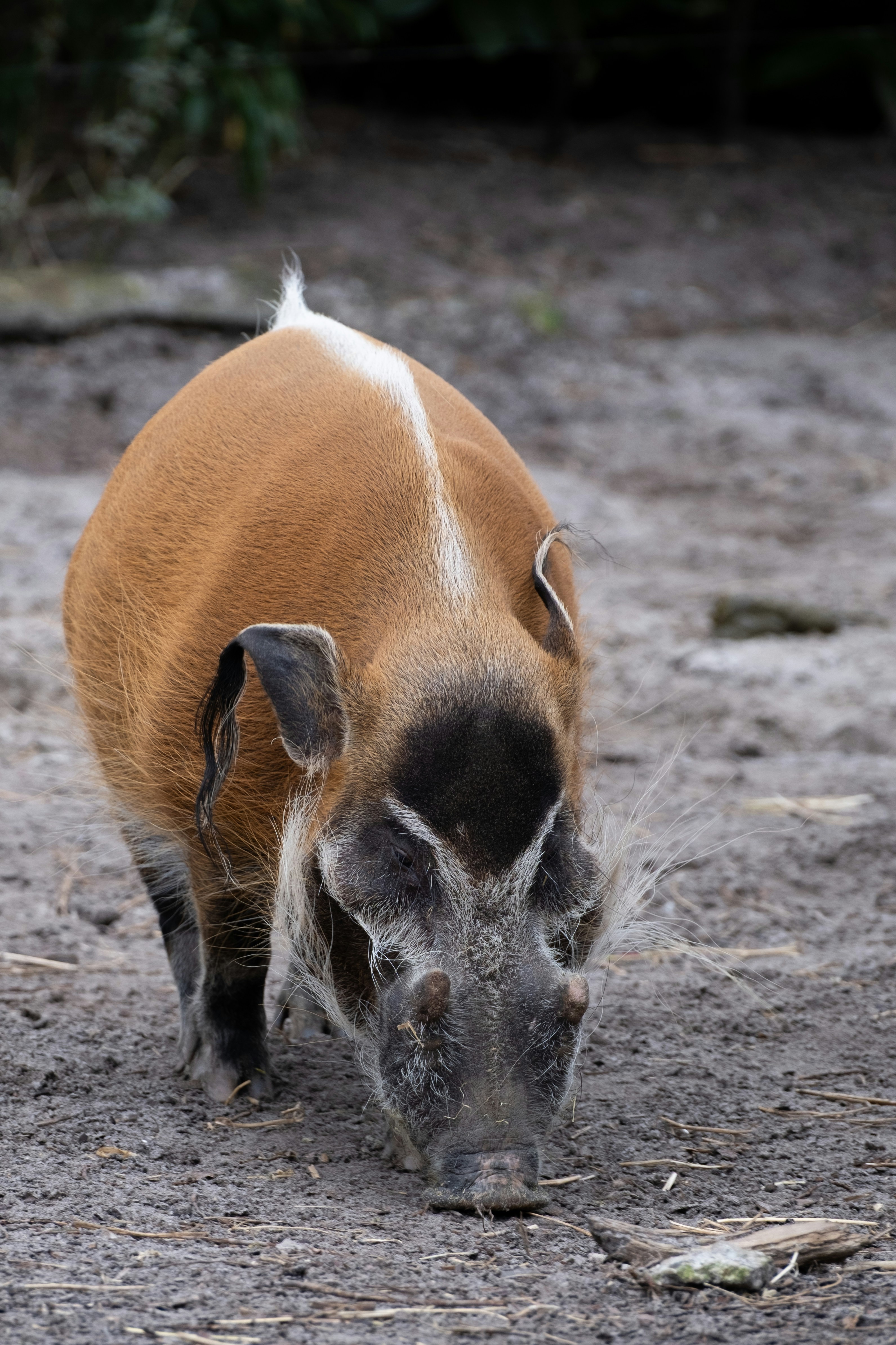 A wild boar foraging on the ground, showcasing its distinctive features and earthy surroundings.