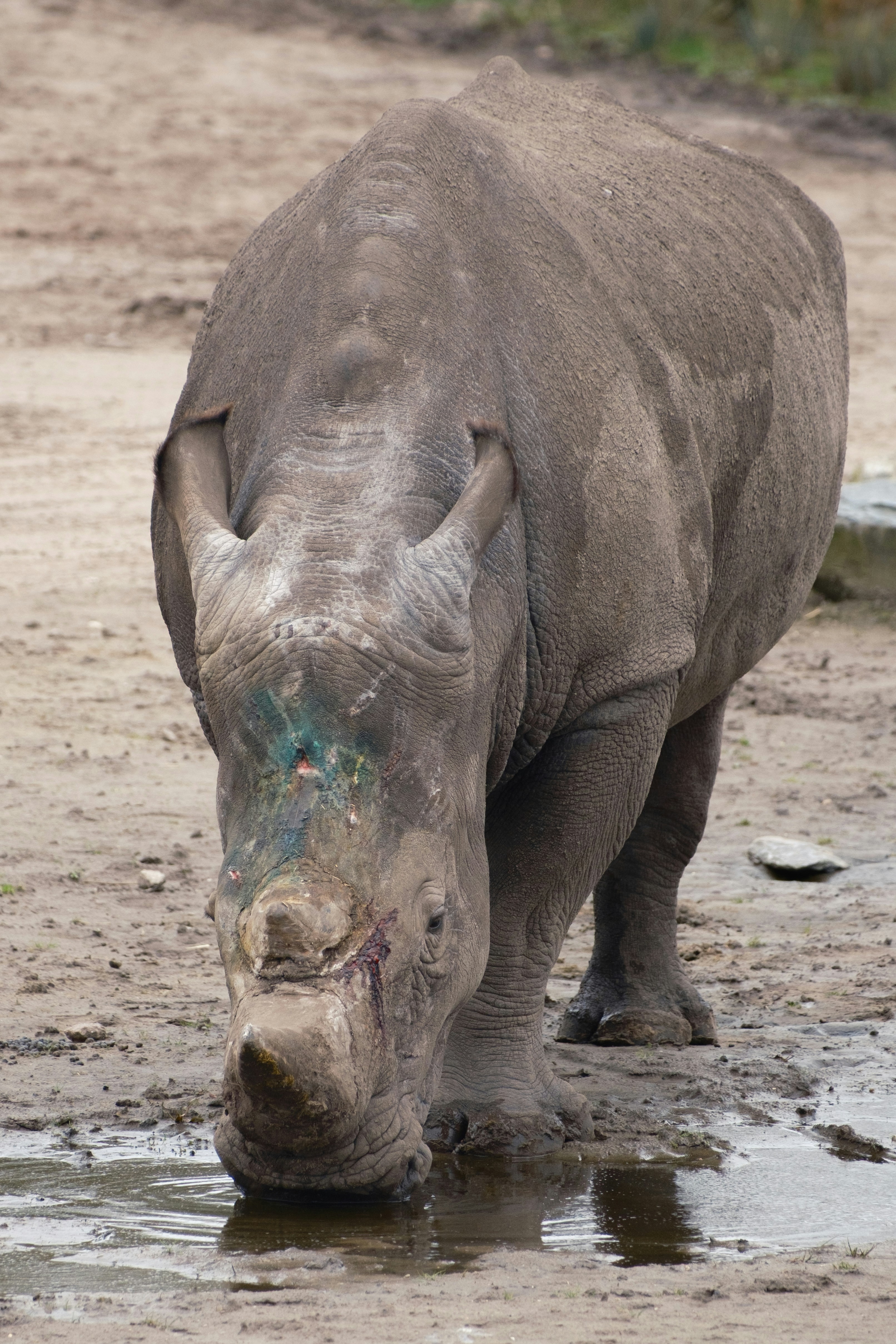 A rhino drinking water from a muddy puddle photo – Free Animal Image on ...