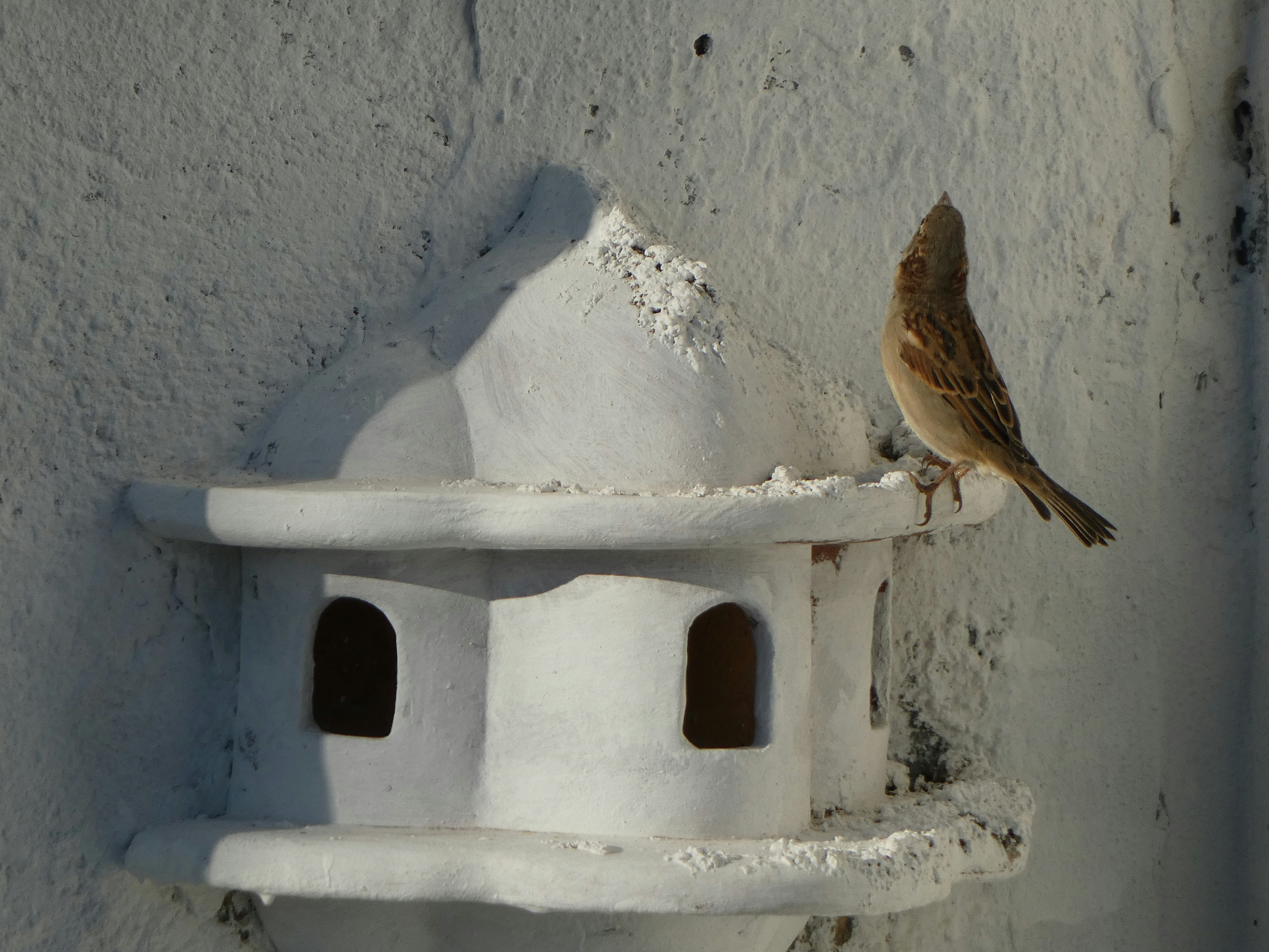 Sparrow at Rest on a Minimalist White Birdhouse