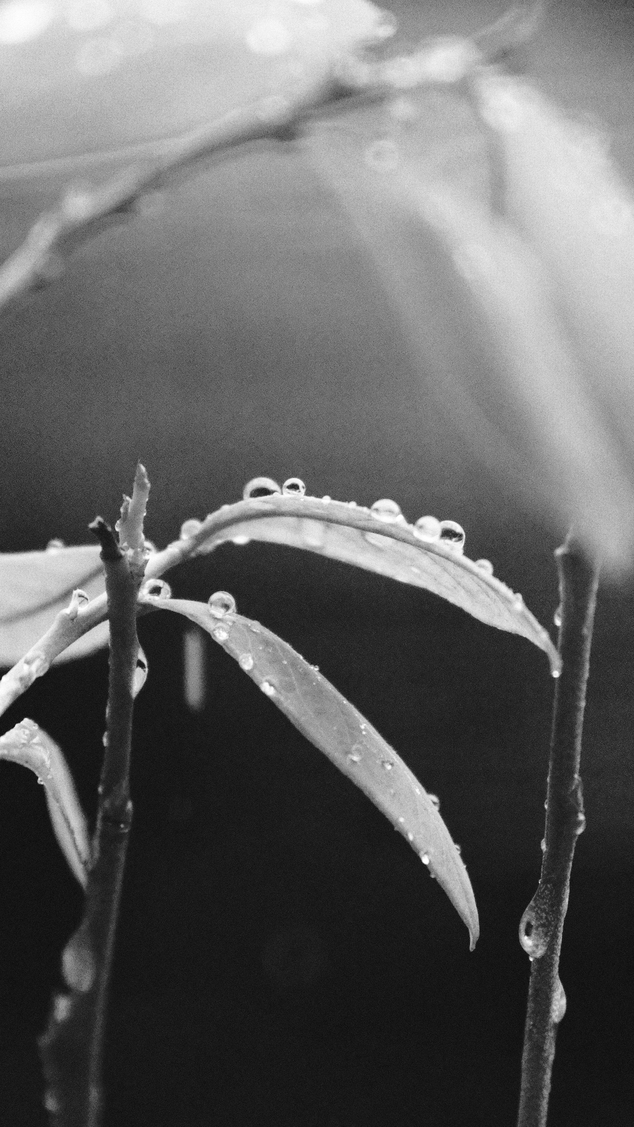 Dew Beads Along a Leaf Edge in Quiet Monochrome Macro