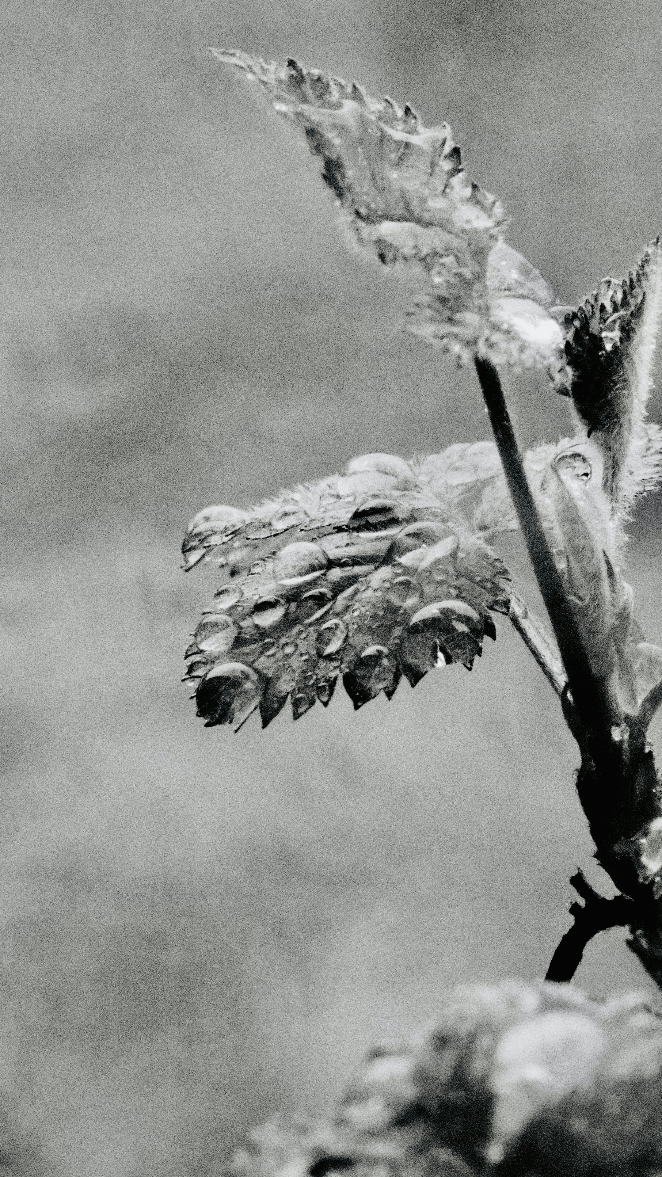 Dew on the Serrated Edge: A Quiet Monochrome Macro