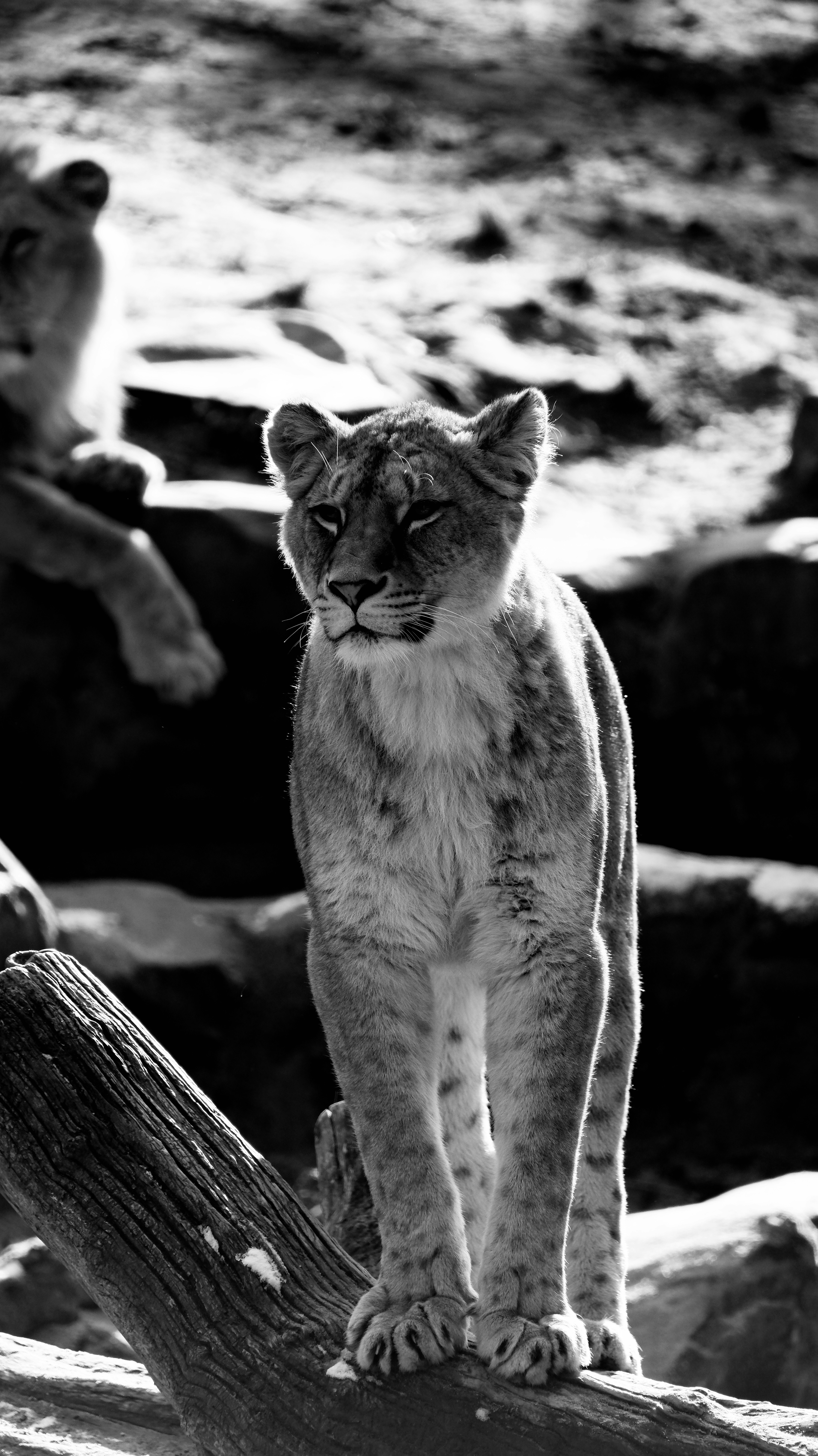 Monochrome photograph of a cheetah standing on a weathered log, with a second feline lounging in the shadow behind.