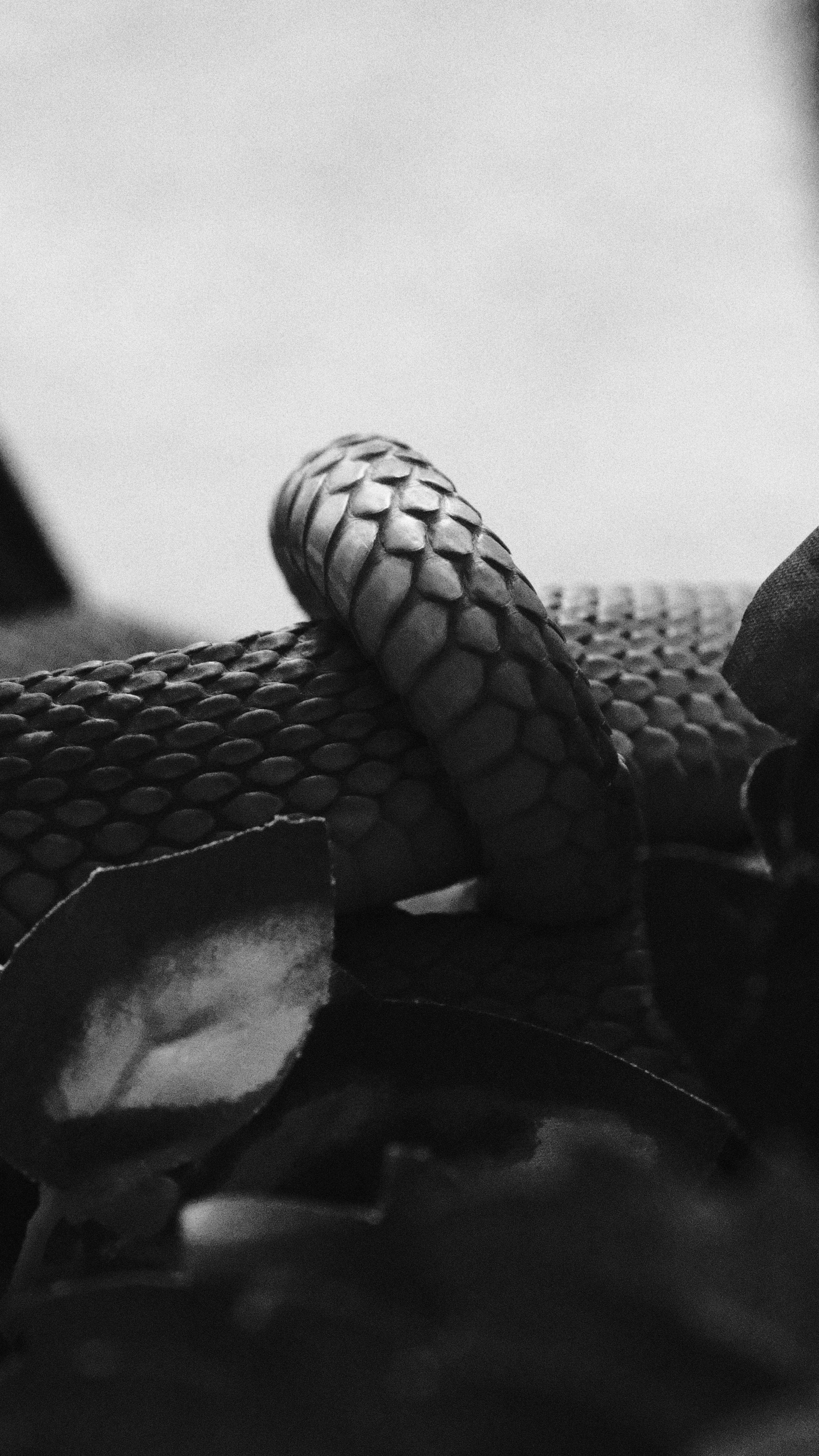 Monochrome Macro: A coiled snakeskin strap framed in high-contrast detail