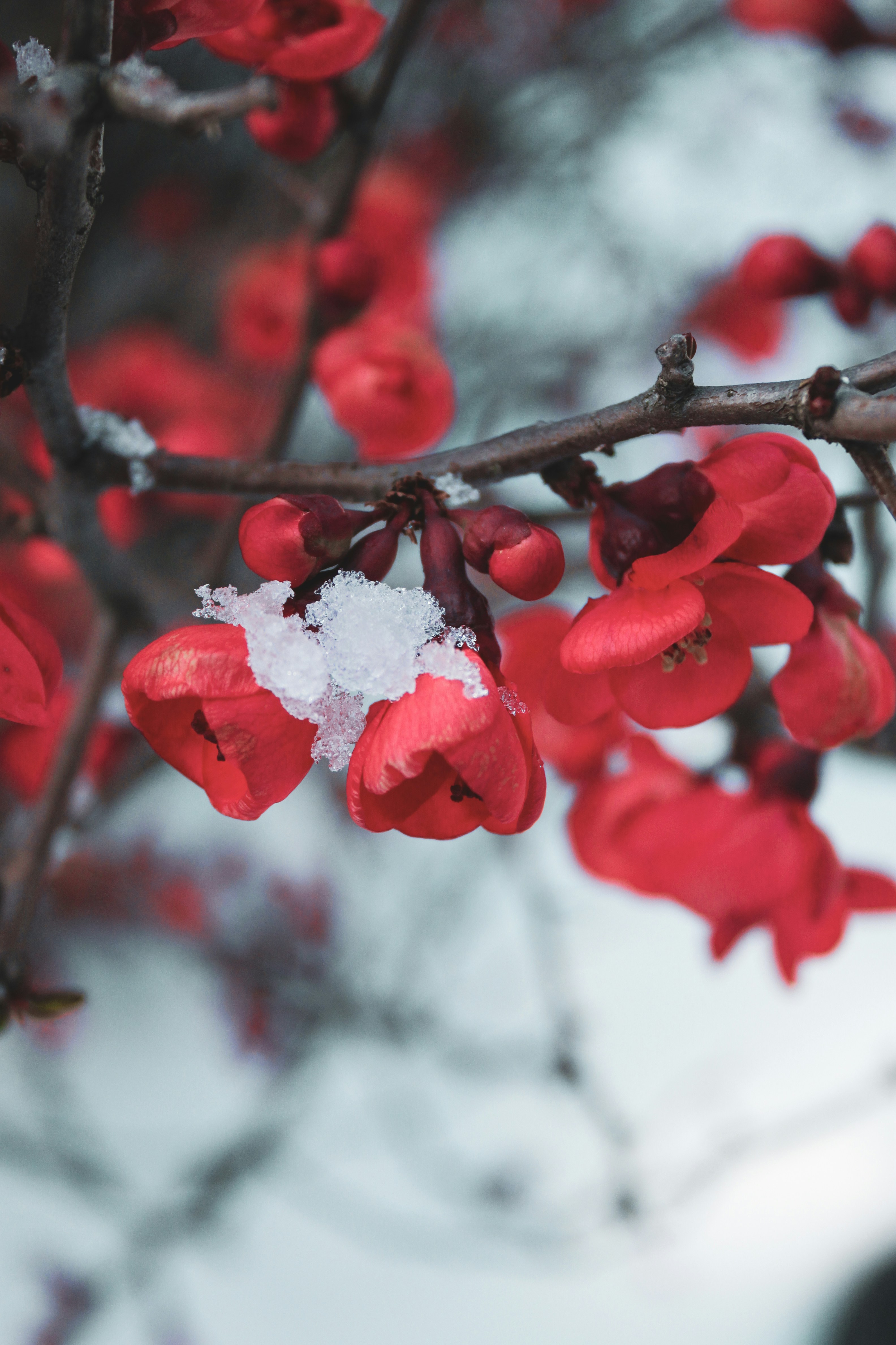 Crimson Winter Bloom: Frost-Touched Petals on a Frosted Branch